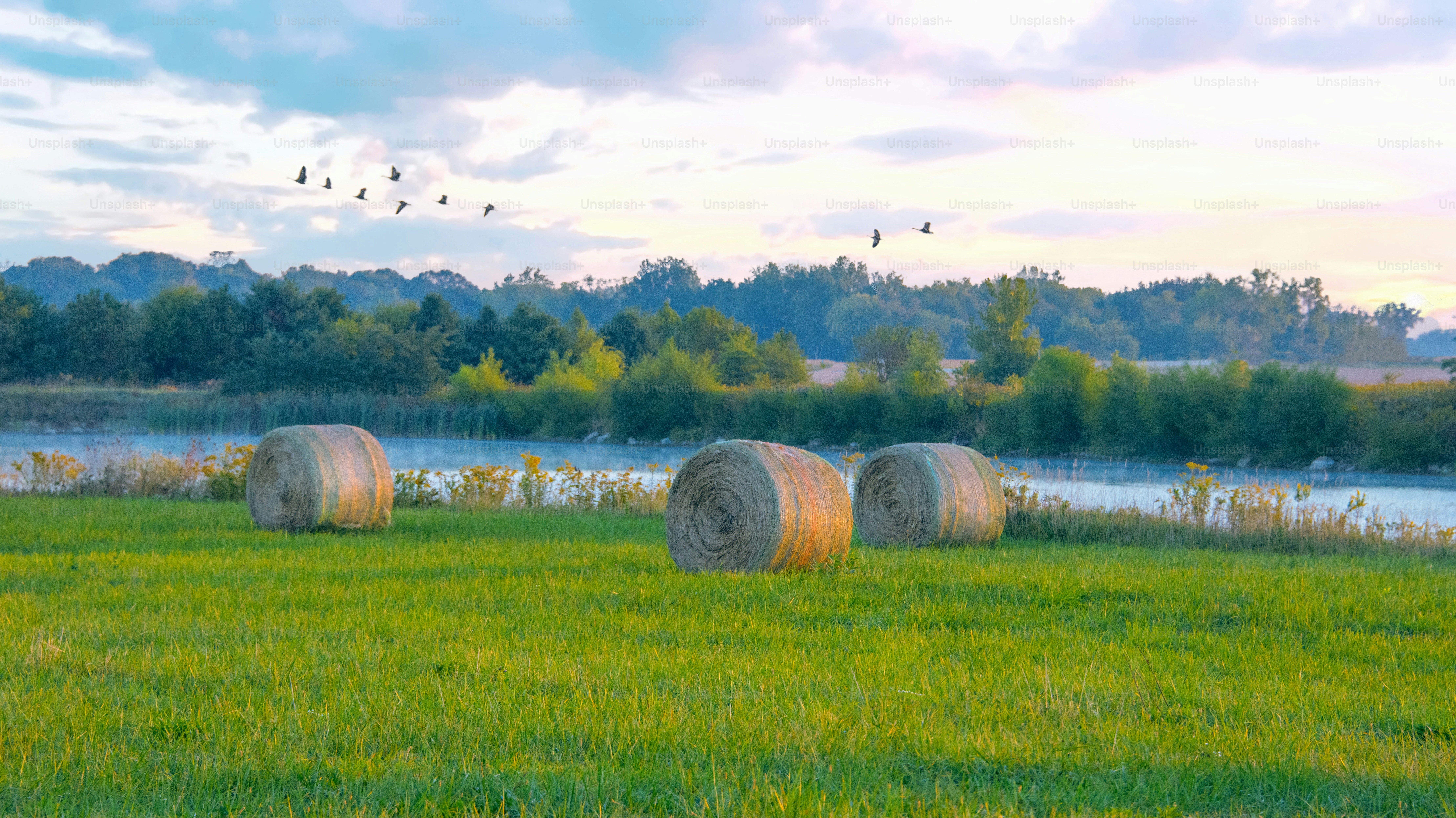 Hay Rolls with lake and rising geese at sunrise-Howard County, Indiana ...