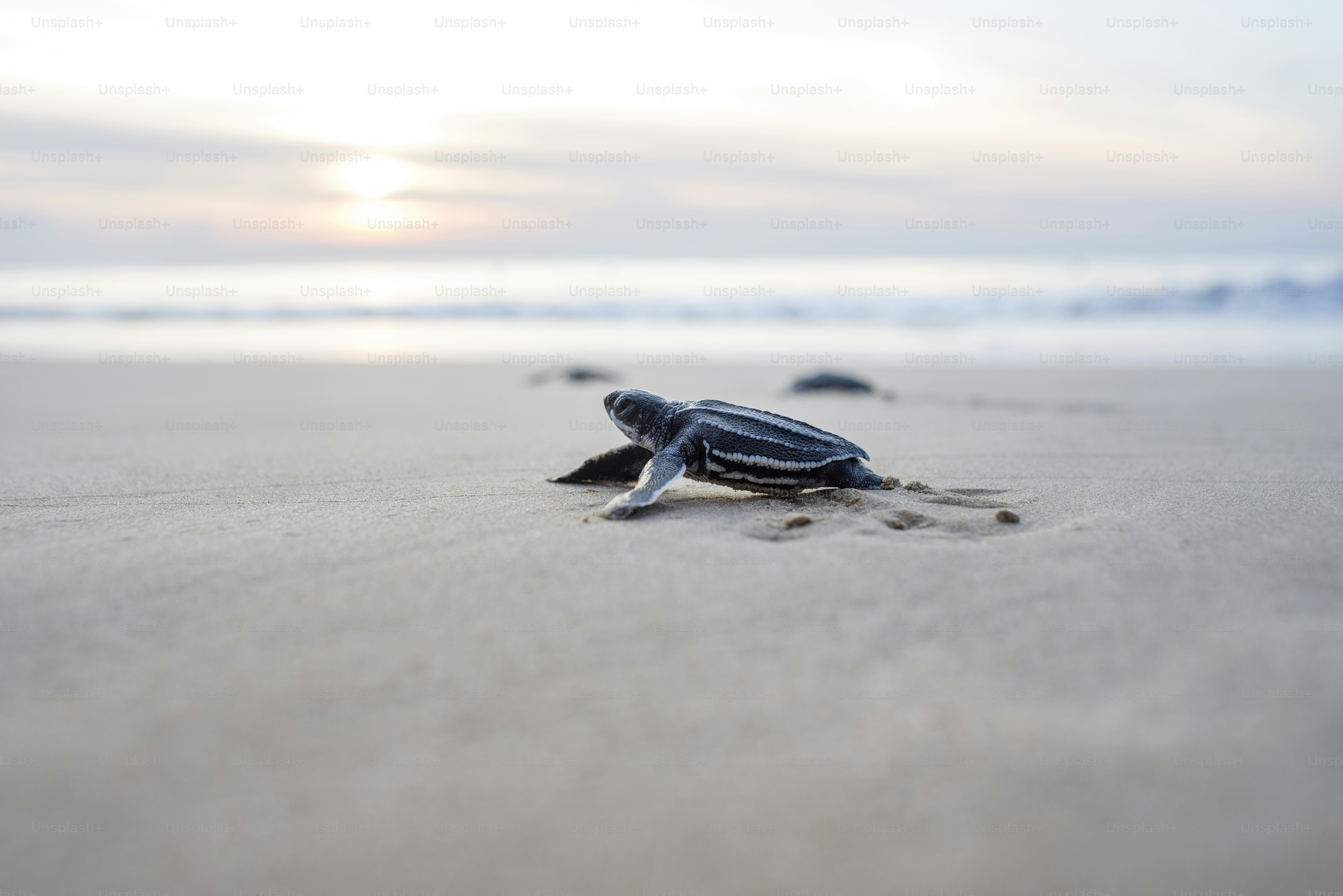 Leatherback turtle babies are released into the sea photo – Beach Image ...
