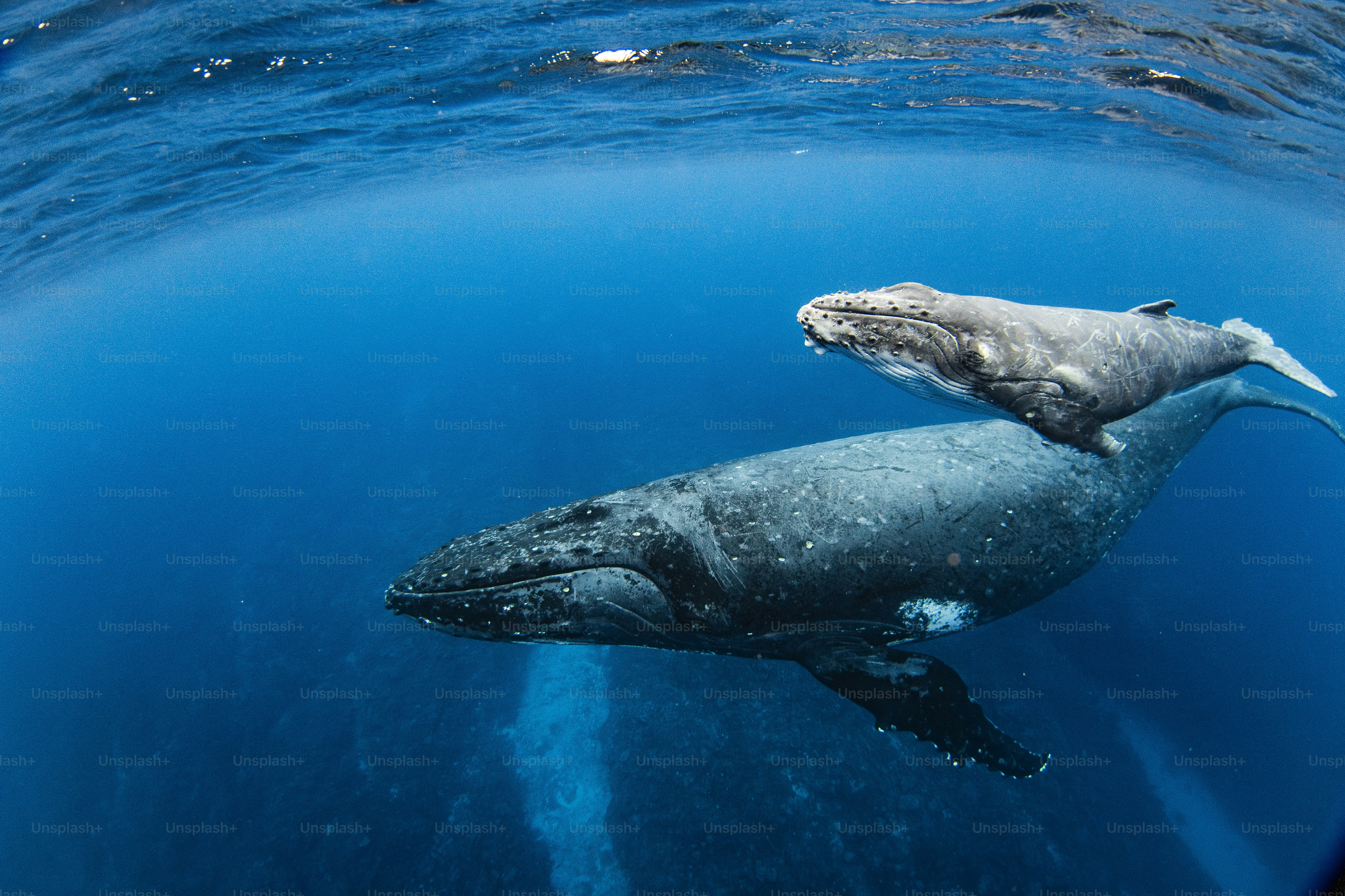 Close up of humpback whale calf swimming with its mother in the deep ...