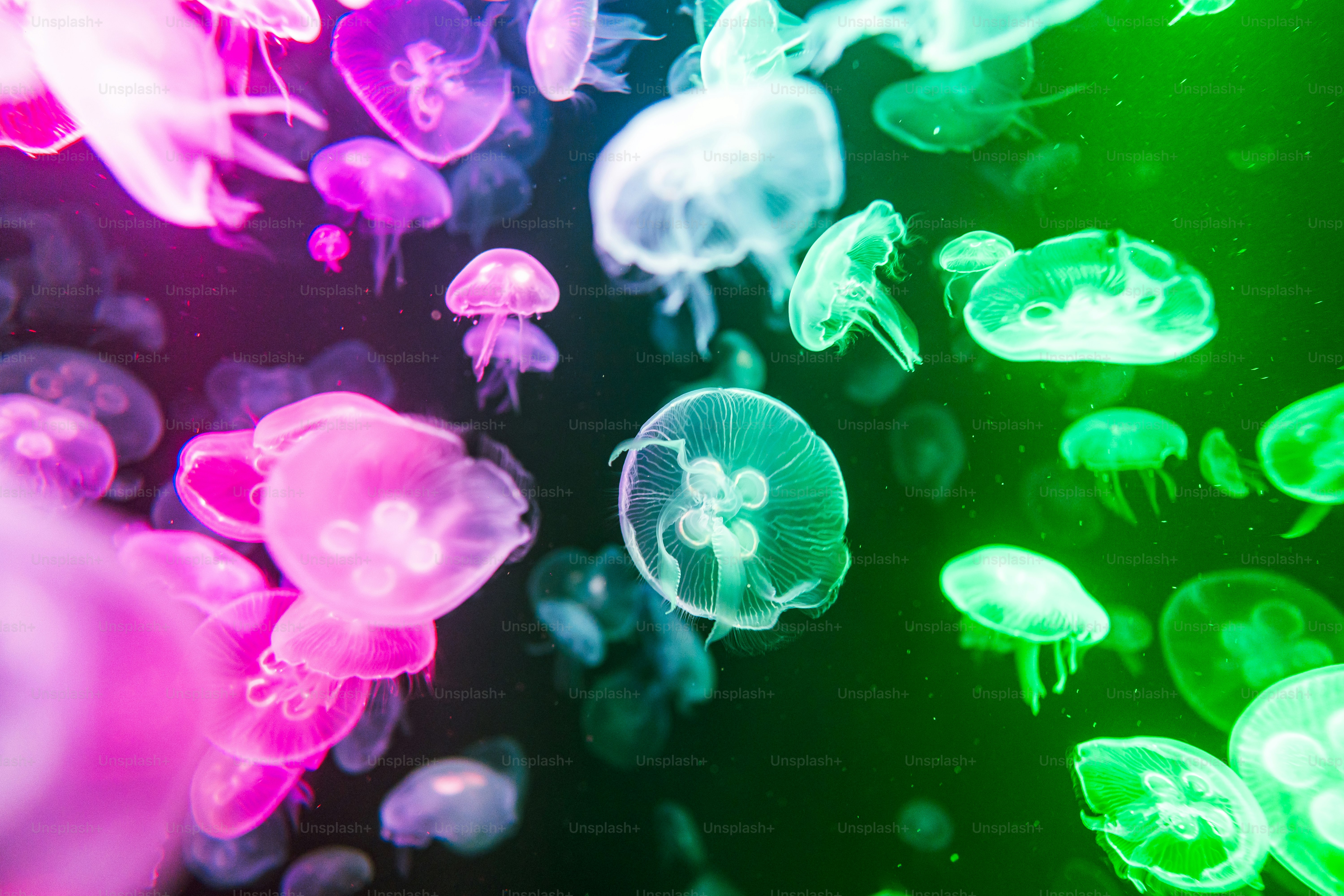 Beautiful Box jellyfish in deep sea life photo – Undersea Image on Unsplash