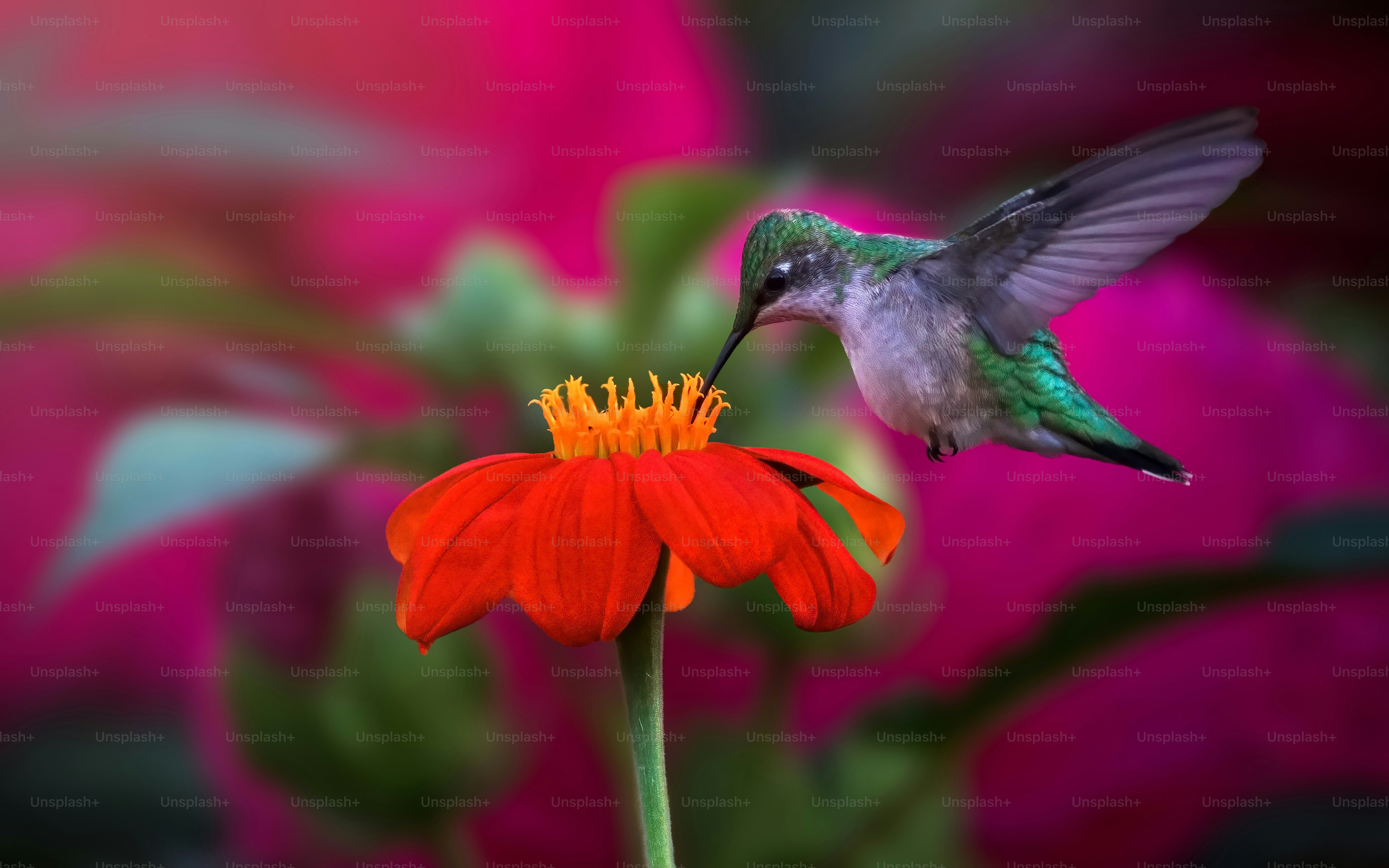 Ruby throated hummingbird sipping nectar from a mexican sunflower photo – Sunflower Image on ...