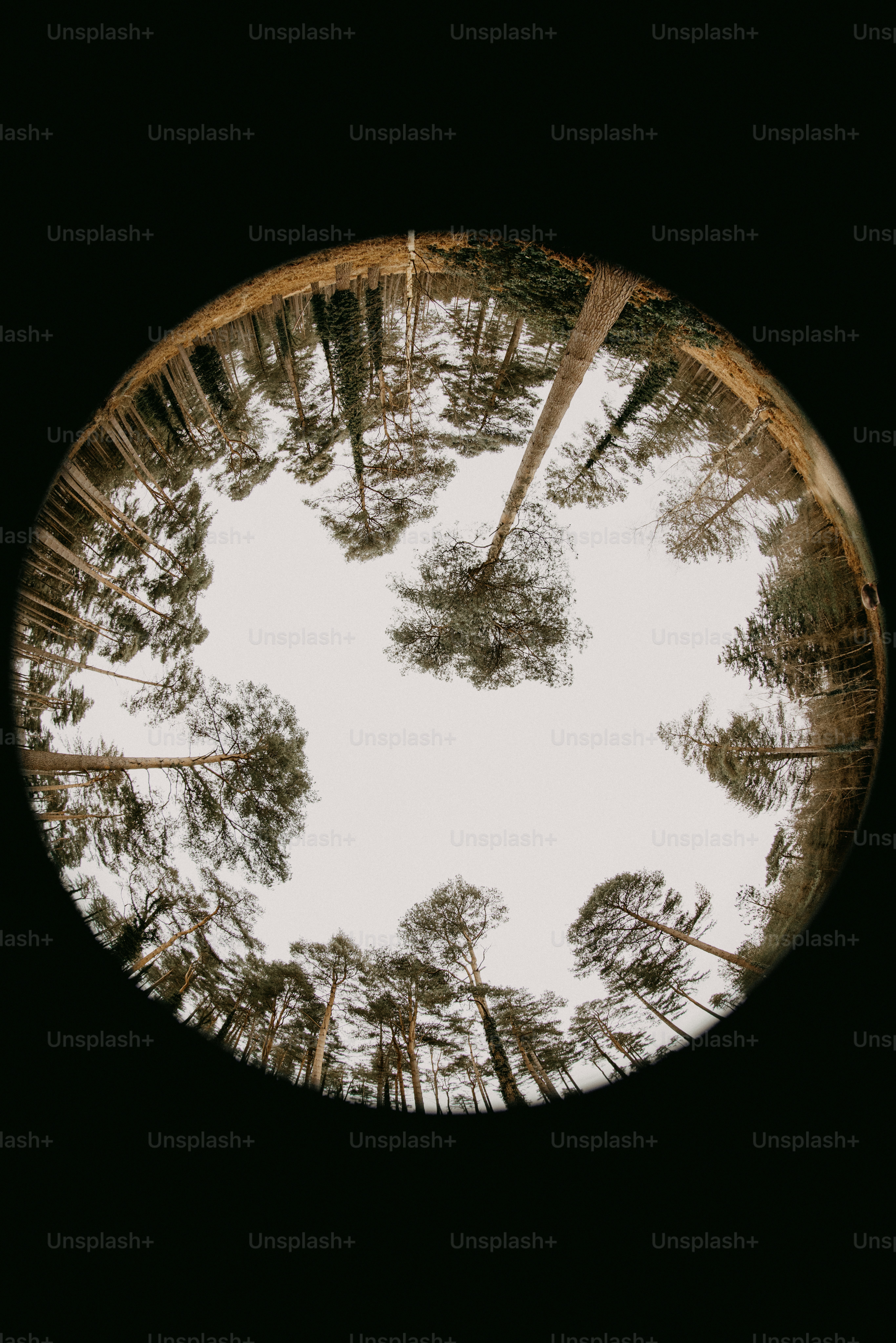 A circular picture of trees taken from the ground photo – Forest Image ...