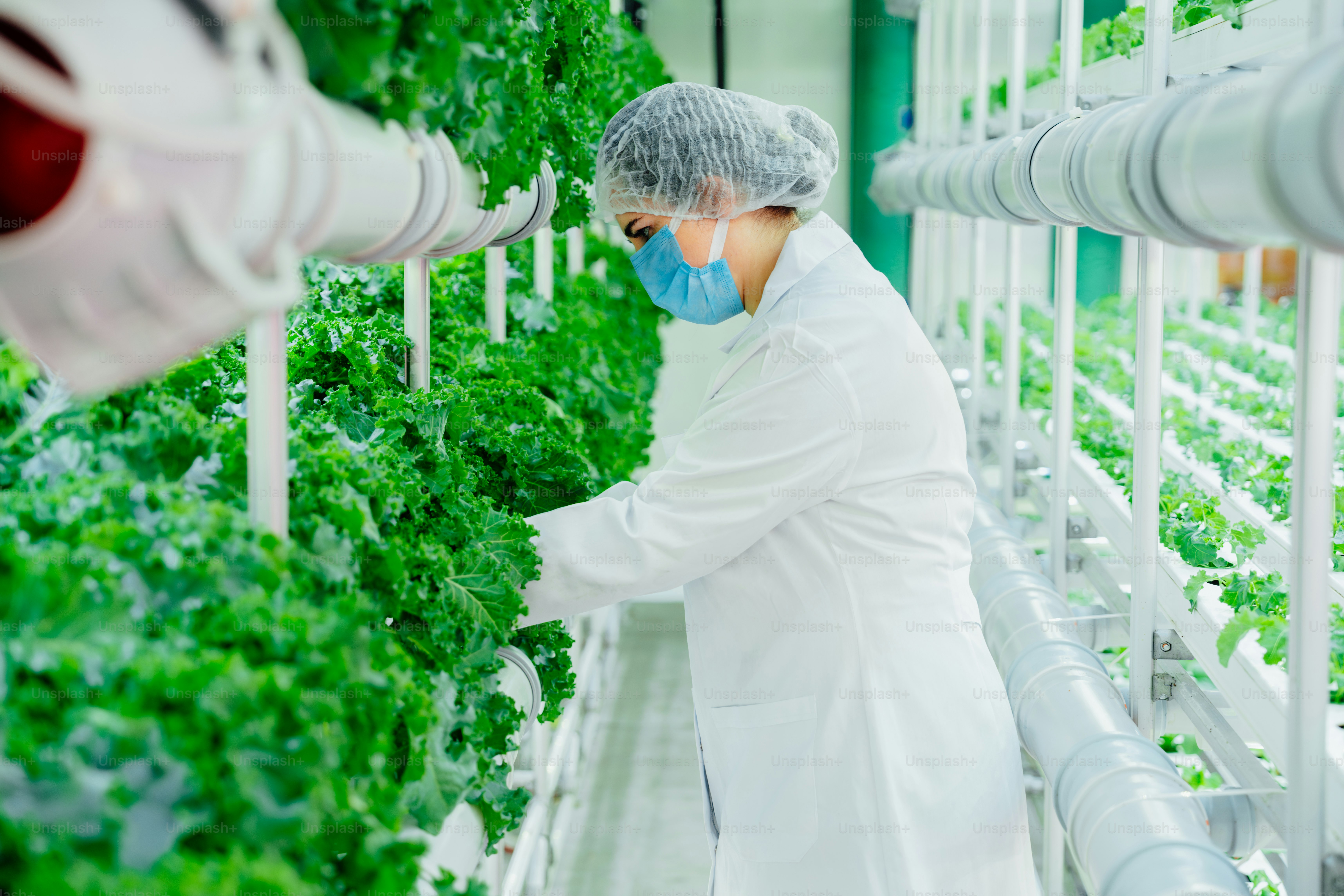 A man in a white lab coat and face mask working in a greenhouse photo ...