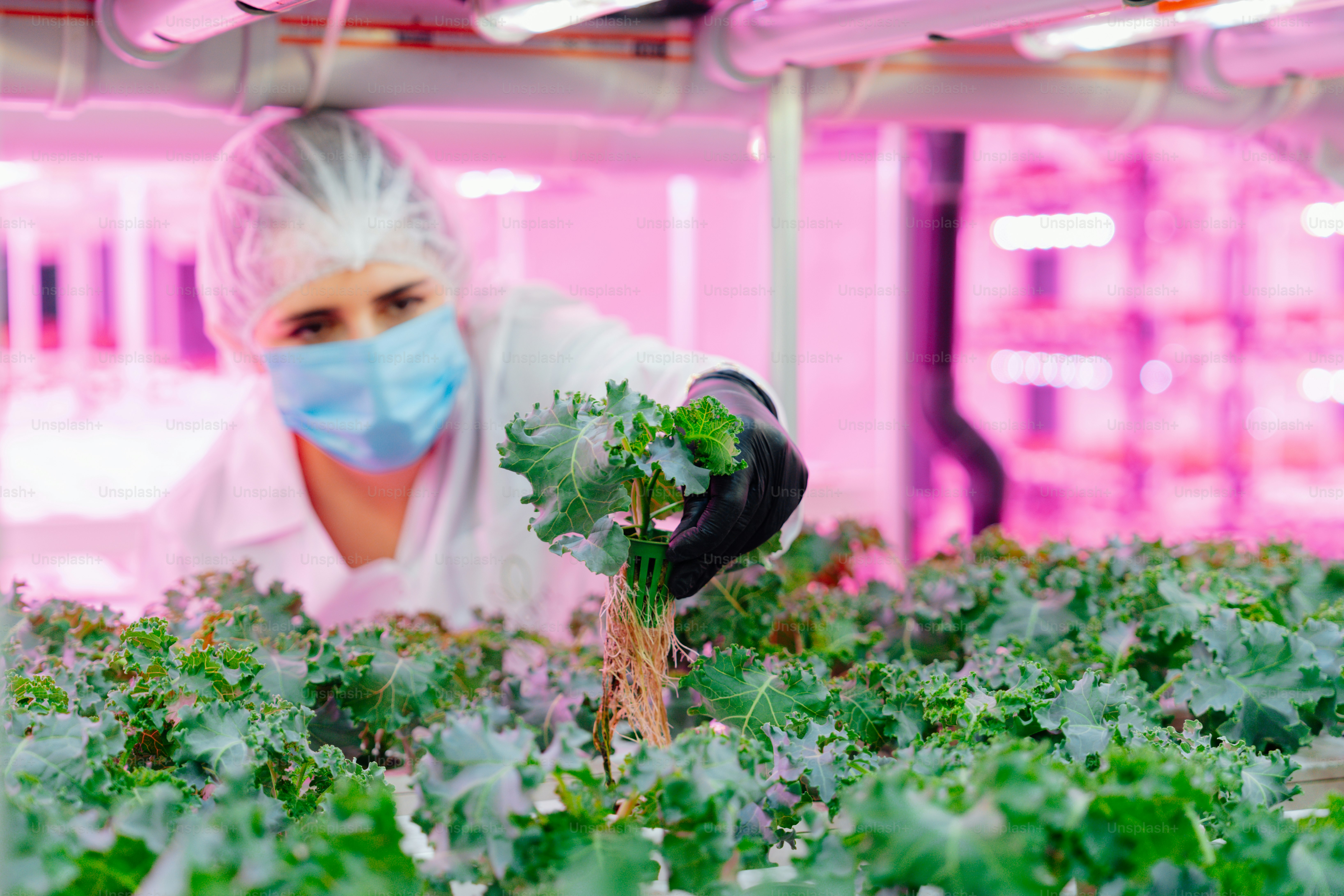 A woman wearing a face mask and gloves in a greenhouse photo ...