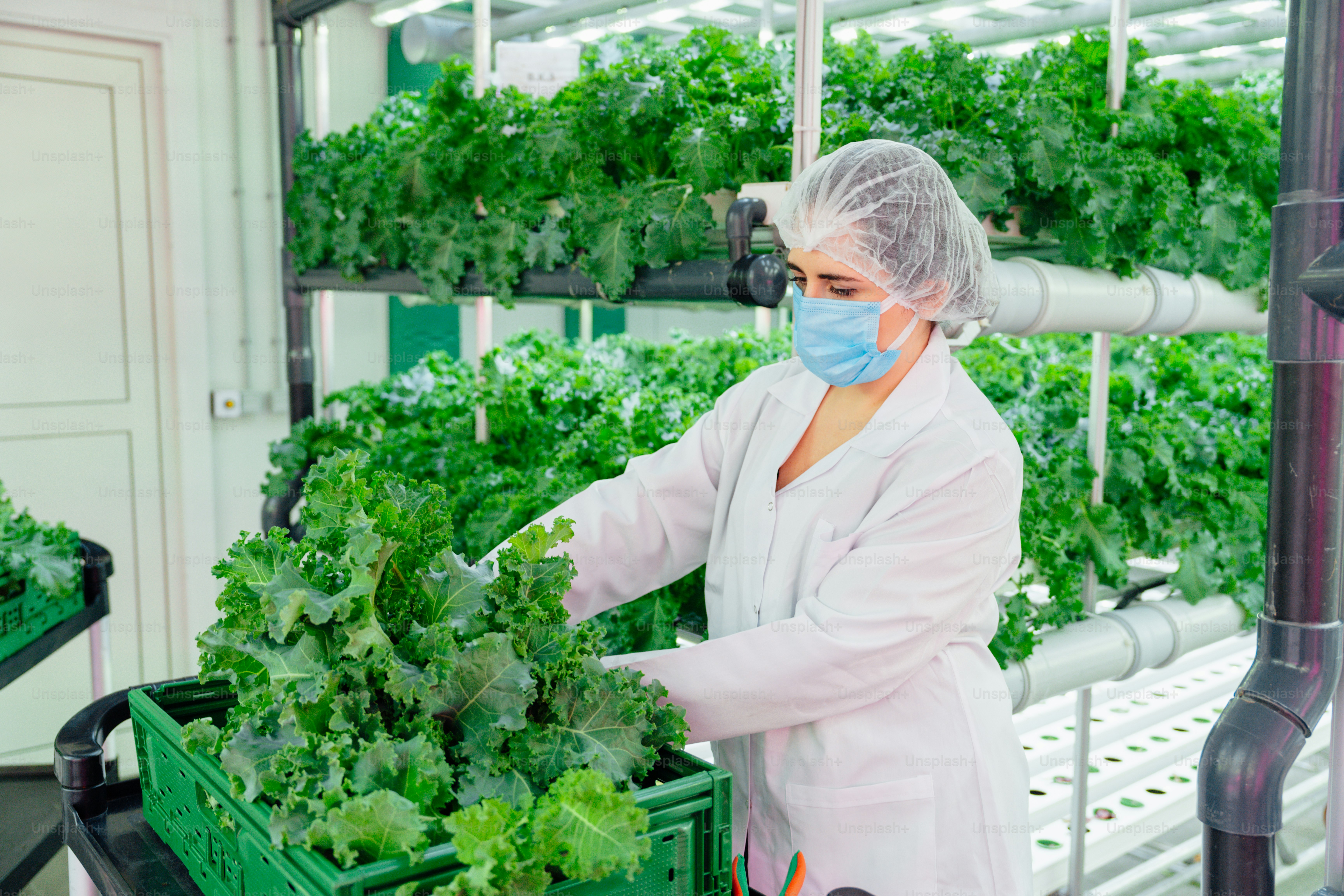 A woman in a white coat and a face mask is picking lettuce photo ...