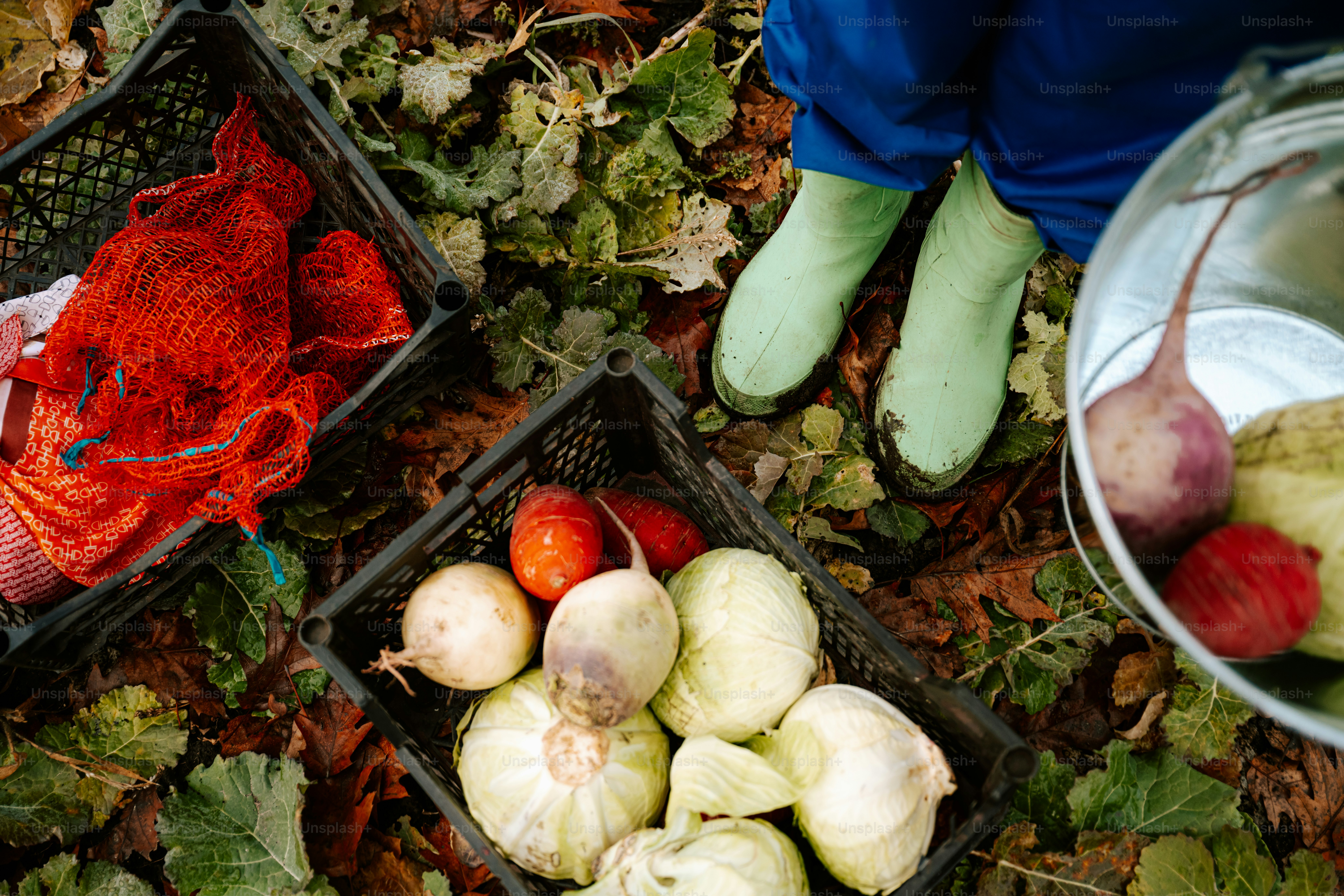 Un tas de légumes qui sont sur le sol photo – Image de Métairie sur ...