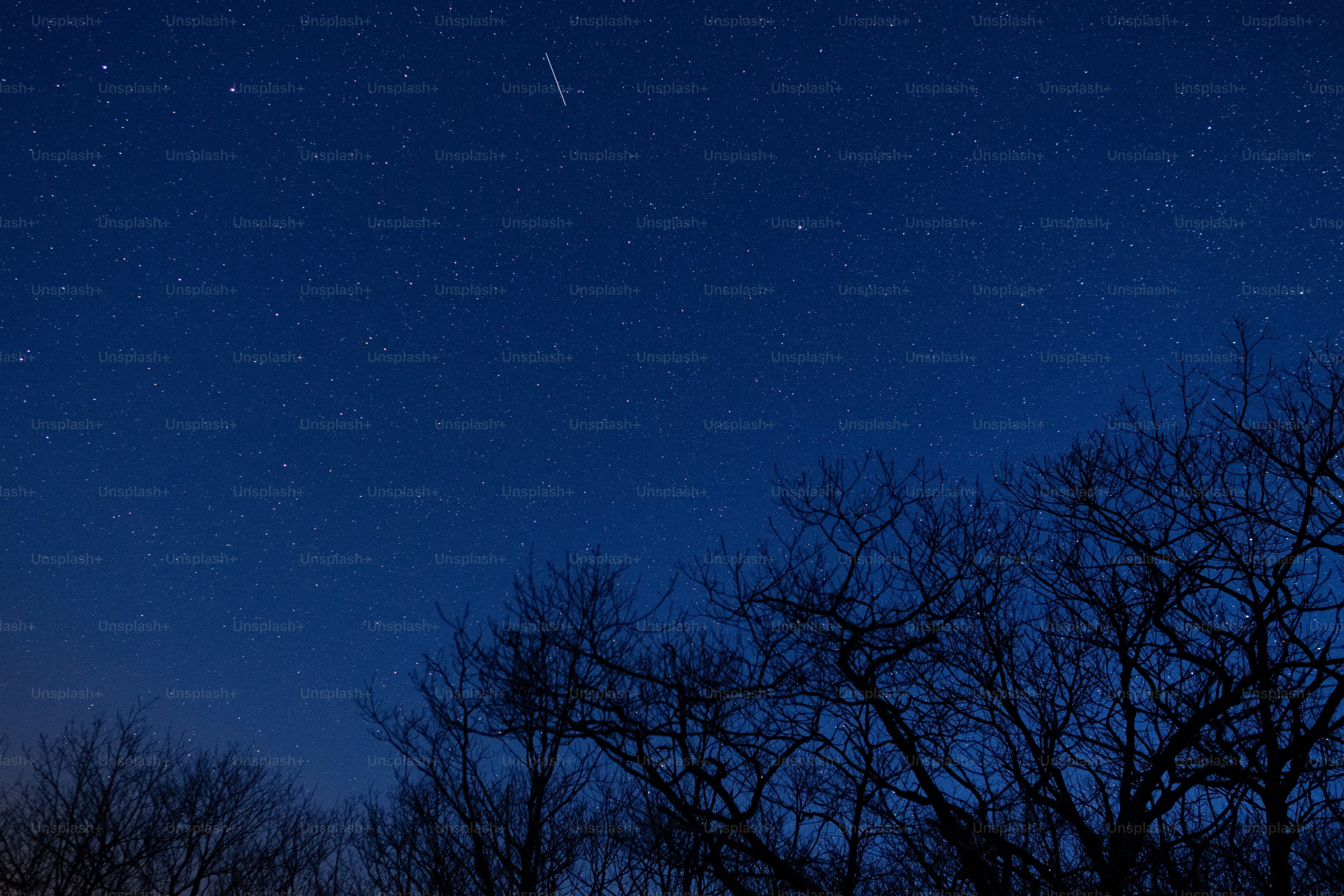 A night sky with stars and trees in the foreground photo – Forest Image ...