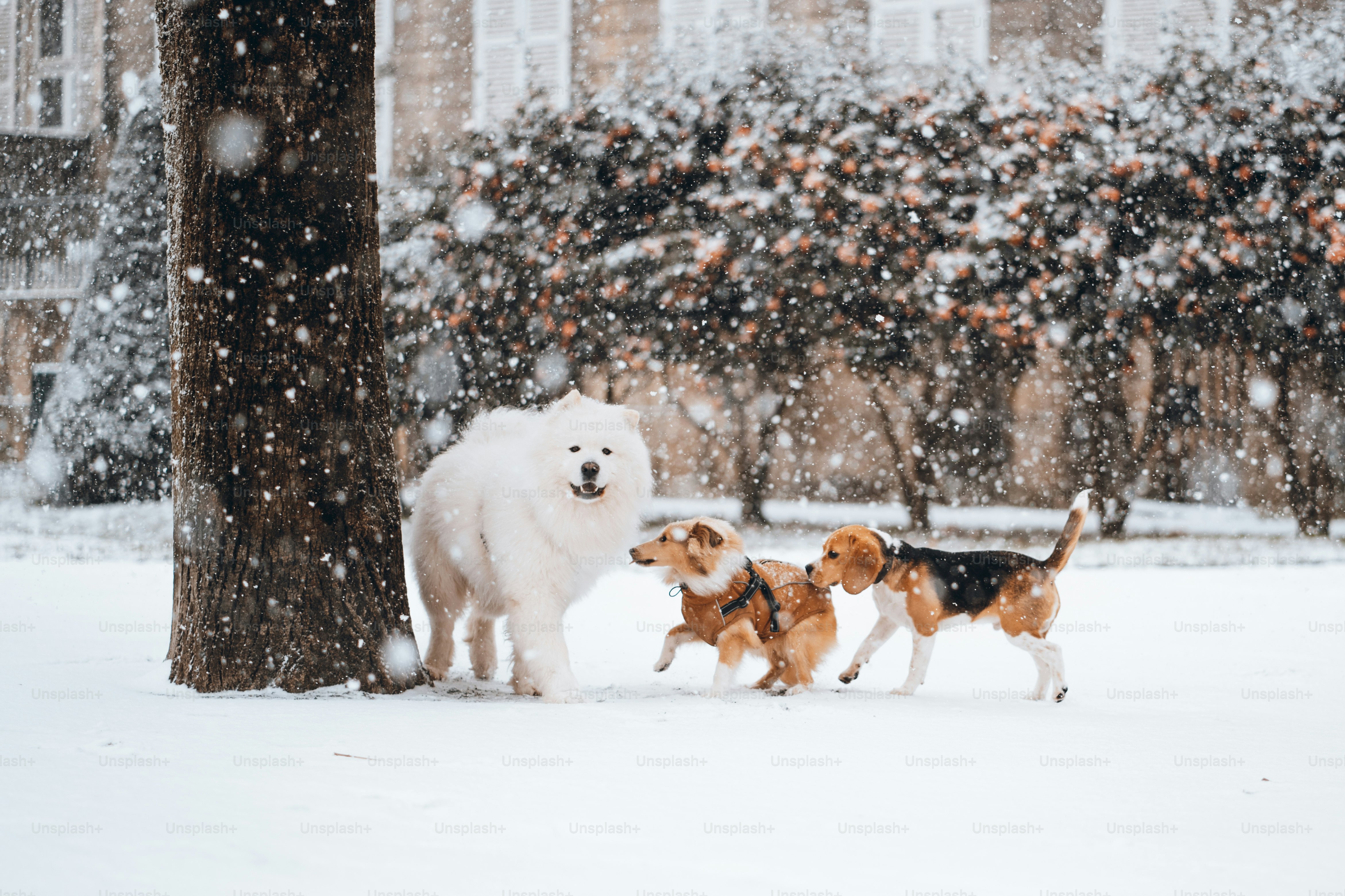 A group of dogs playing in the snow photo – City Image on Unsplash