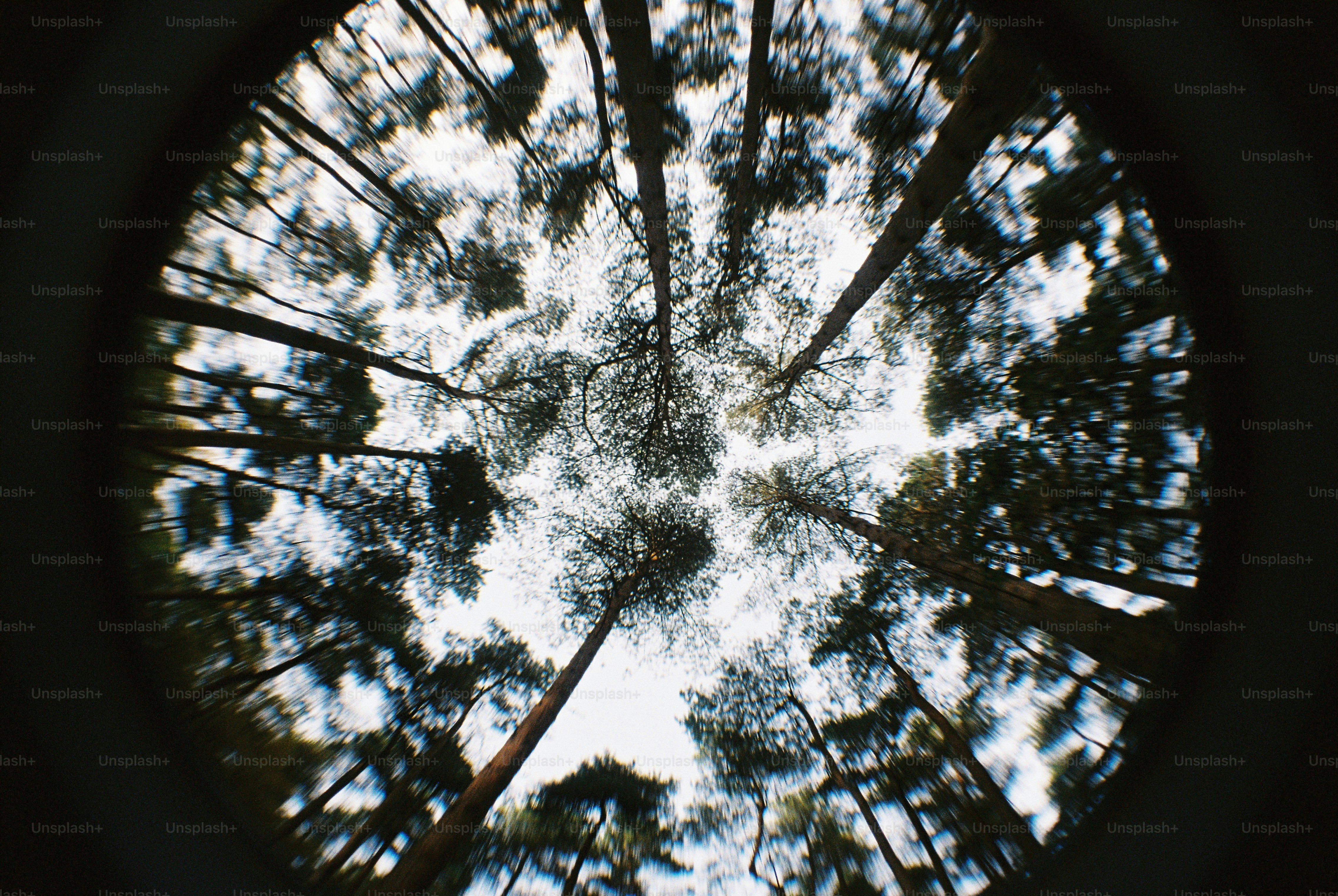 Looking up at the tops of tall trees photo – Looking up Image on Unsplash
