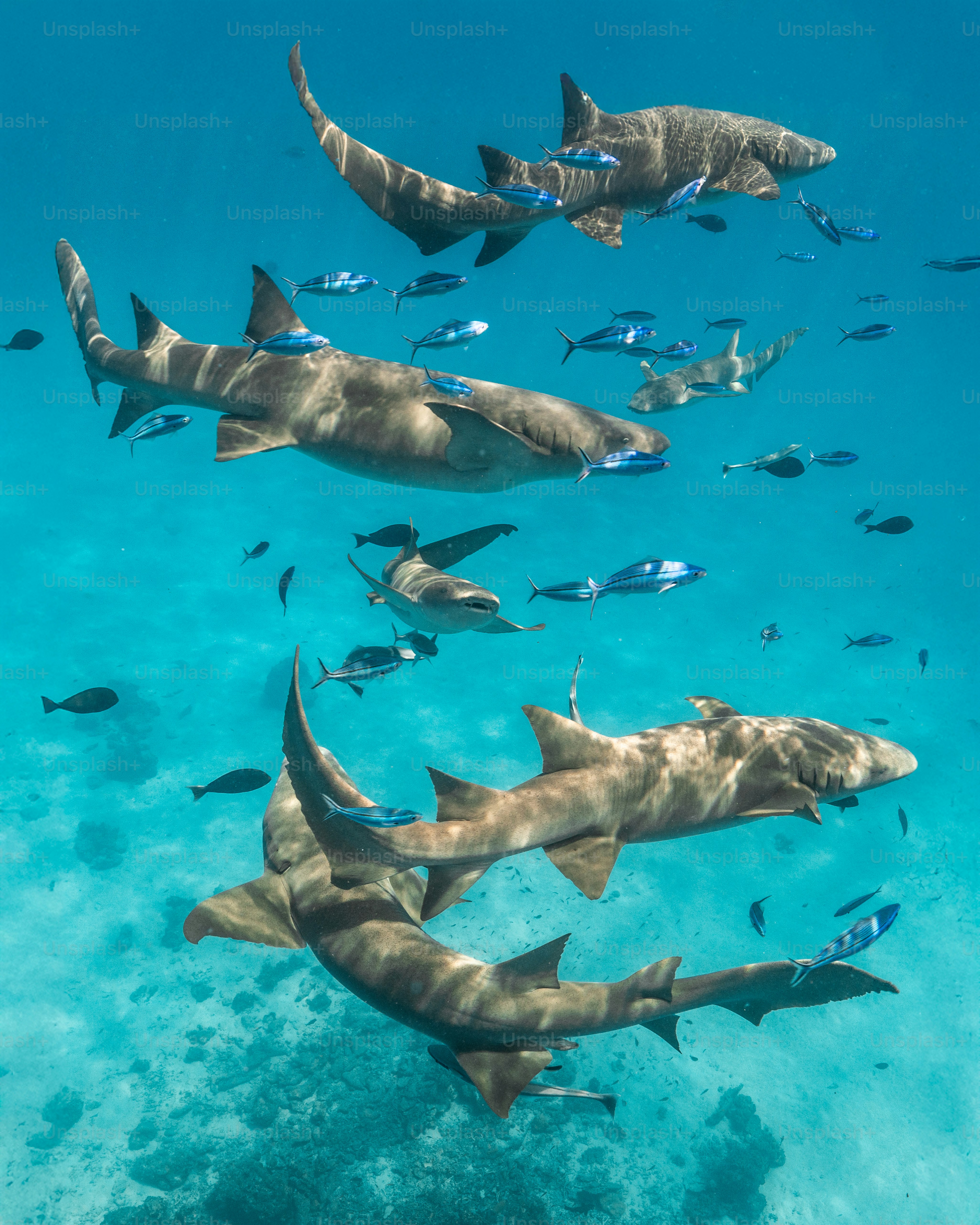 A group of sharks swimming in the ocean photo – Sea Image on Unsplash