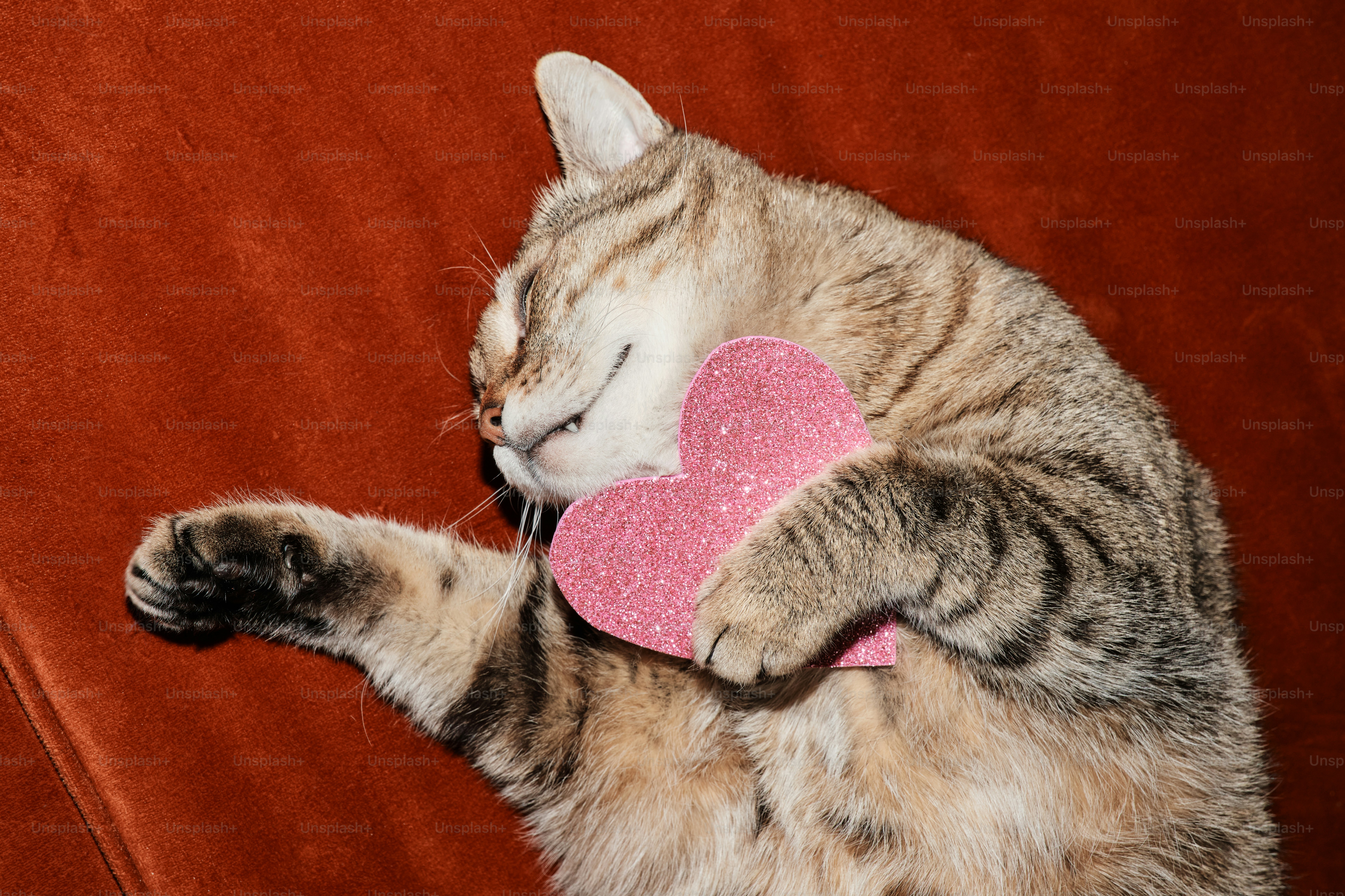 A cat with a pink heart on its chest photo – Cat Image on Unsplash