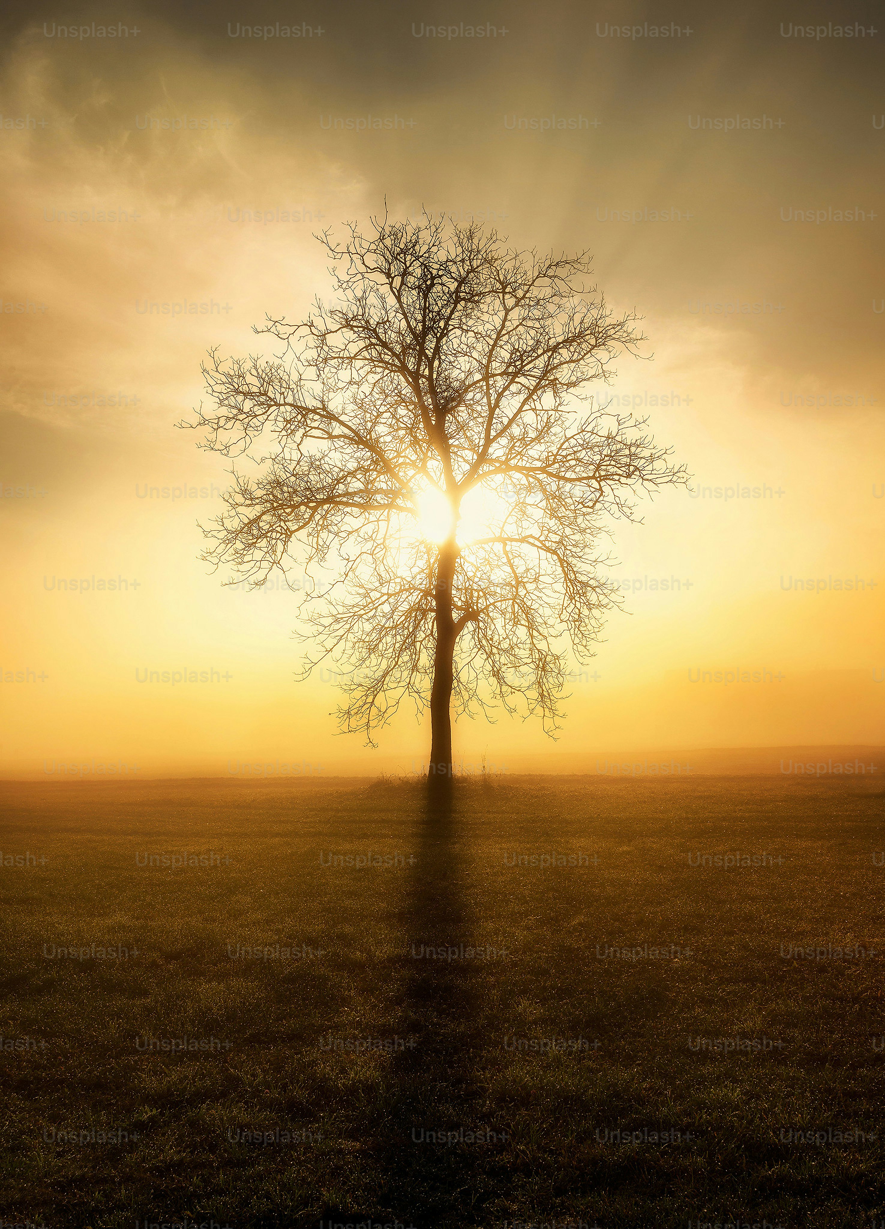 Un arbre solitaire dans un champ avec le soleil couchant derrière lui ...