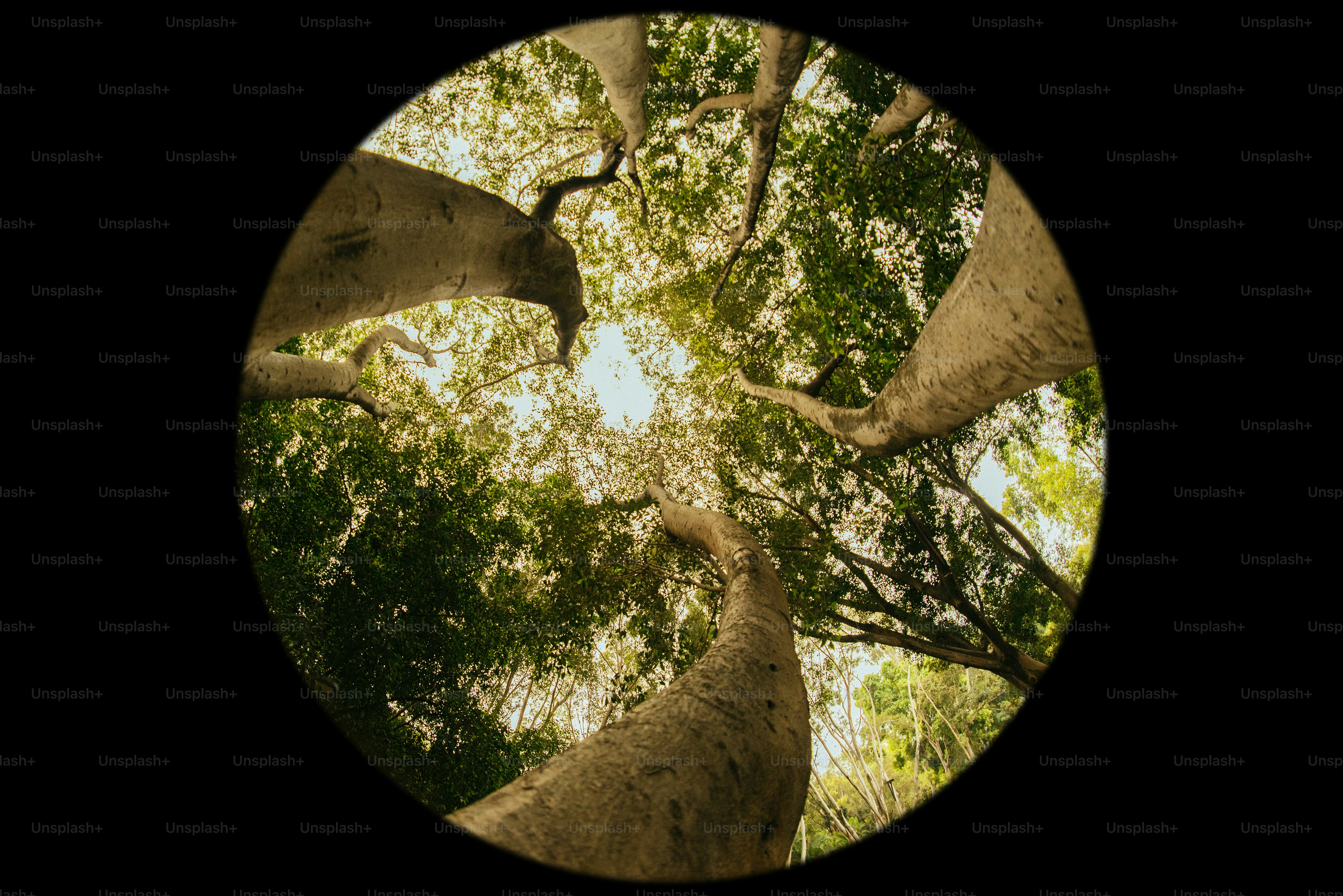 A view looking up into the canopy of a tree photo – Distorted lens ...