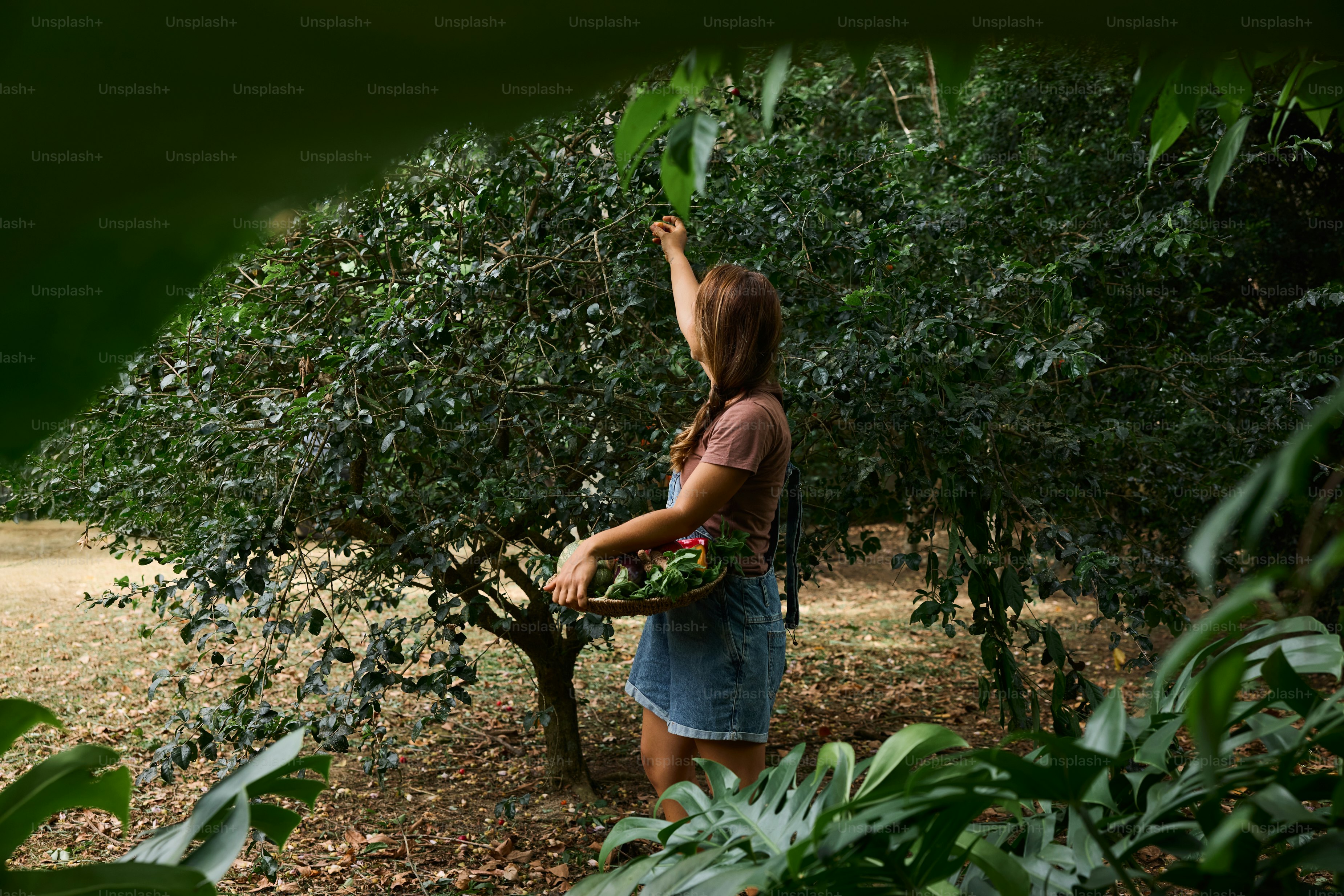 A woman picking fruit off of a tree photo – Countryside Image on Unsplash