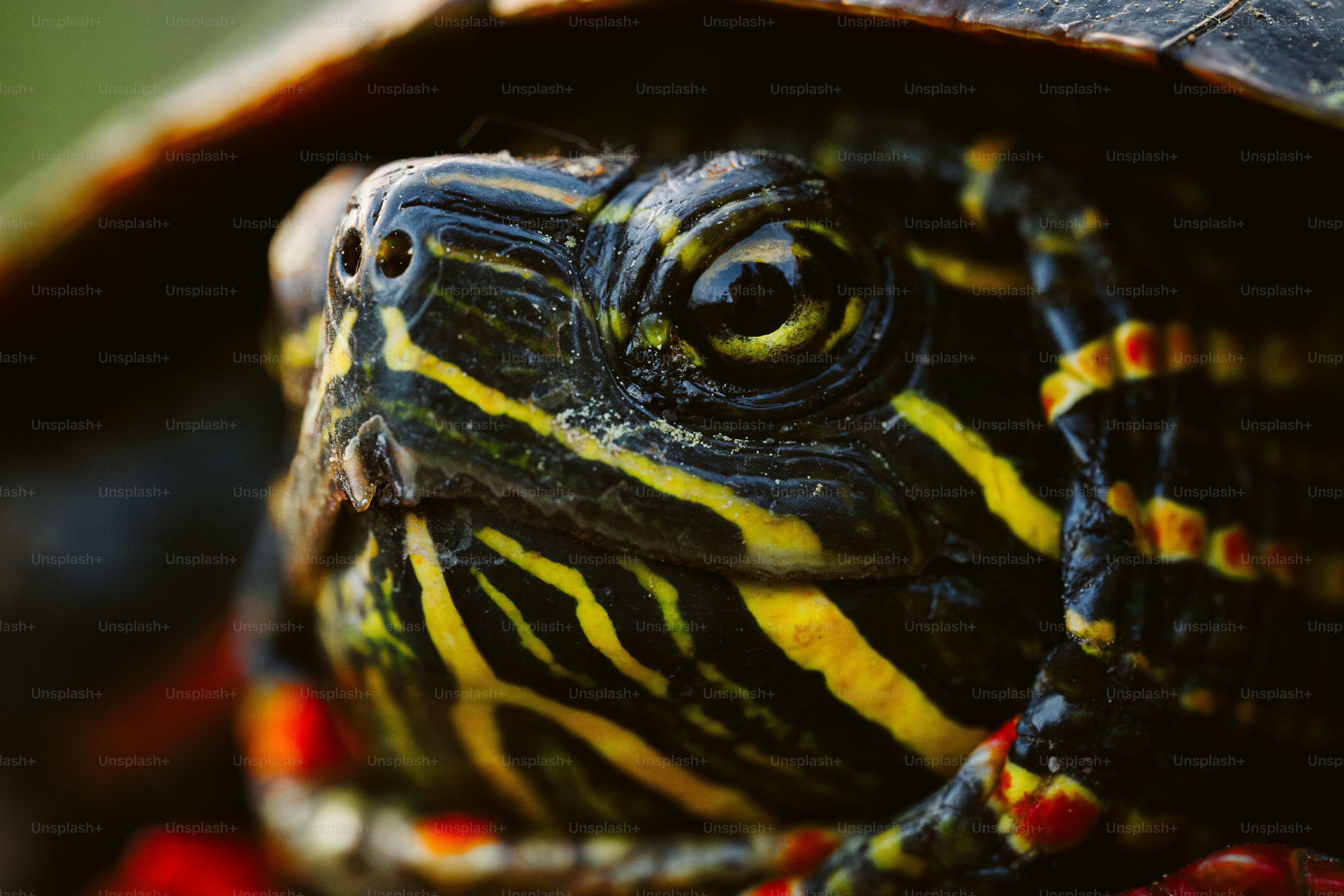 A close up of a turtle on the ground photo – Animals Image on Unsplash