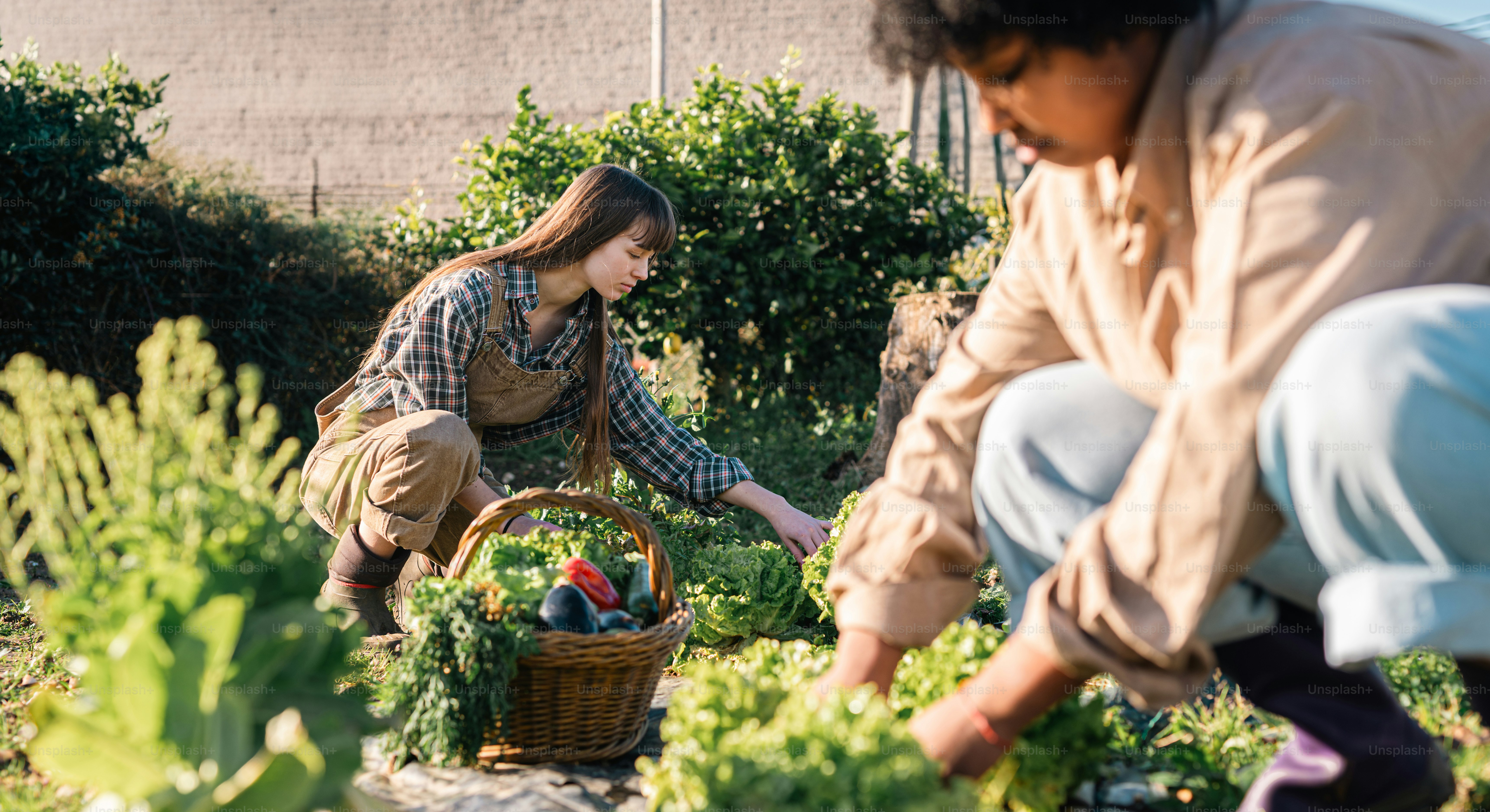 A man and a woman picking vegetables in a garden photo – Farm Image on ...