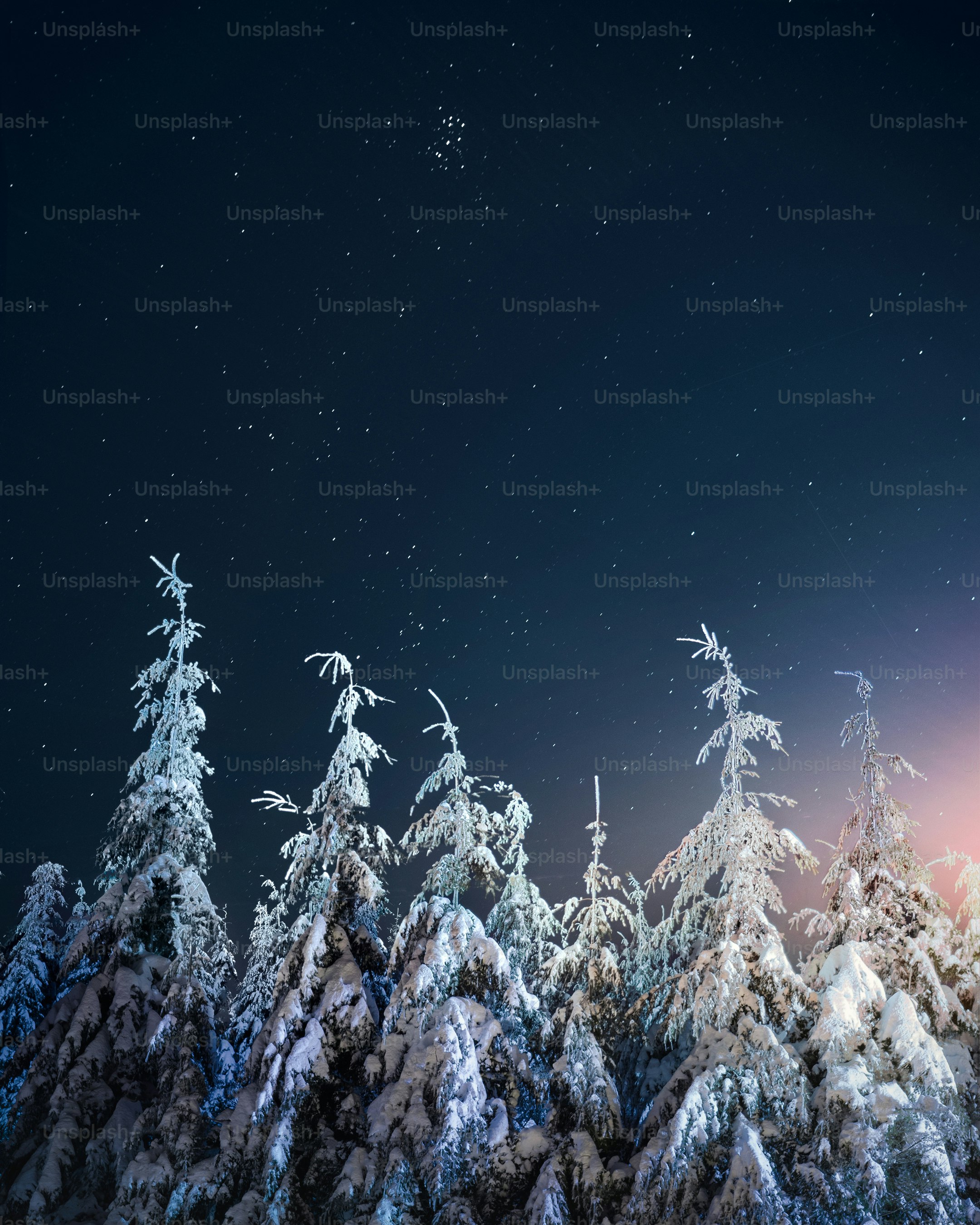 A snow covered forest with a full moon in the sky photo – Forest Image ...