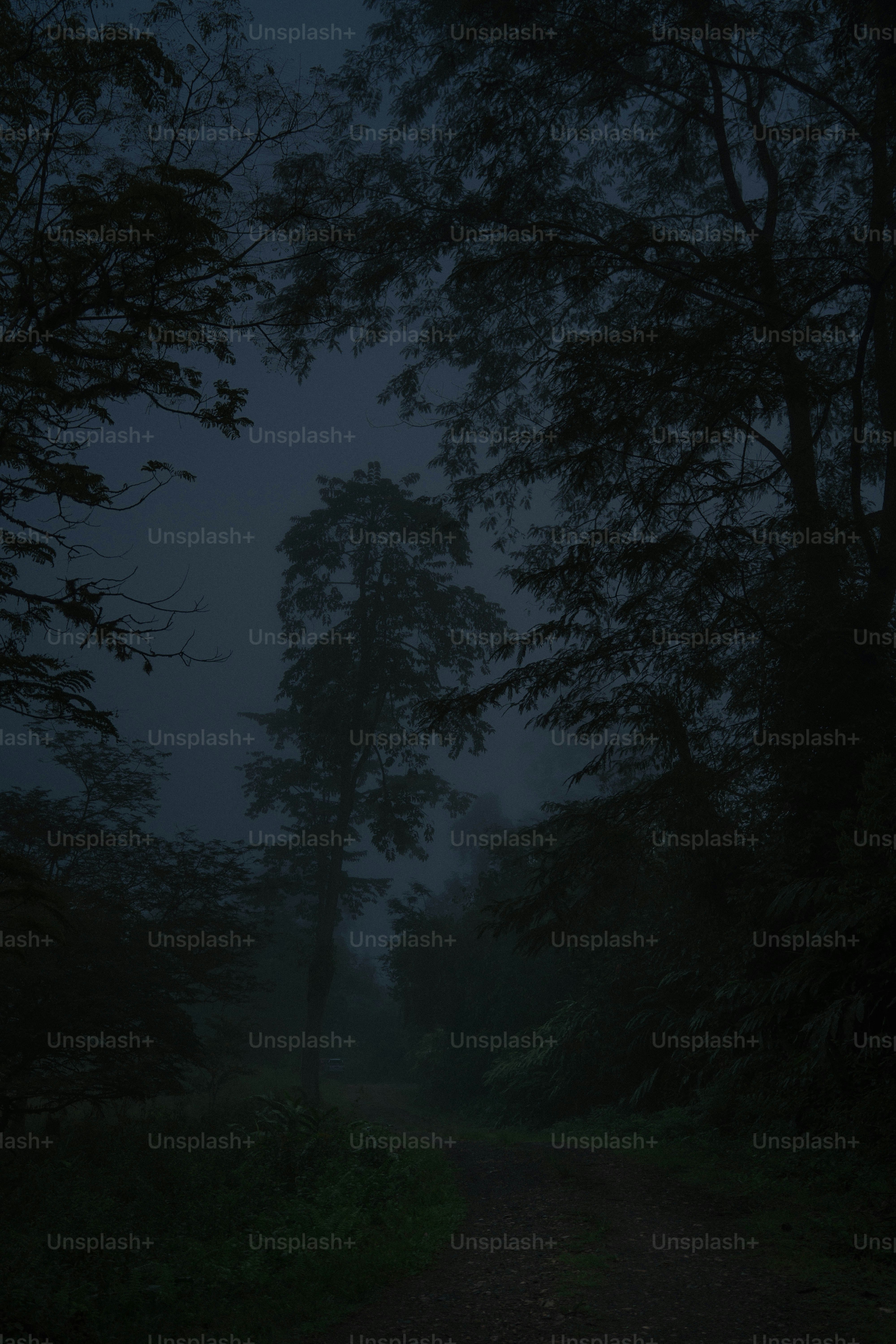 Un chemin sombre dans les bois la nuit photo – Image de Forêt sur Unsplash