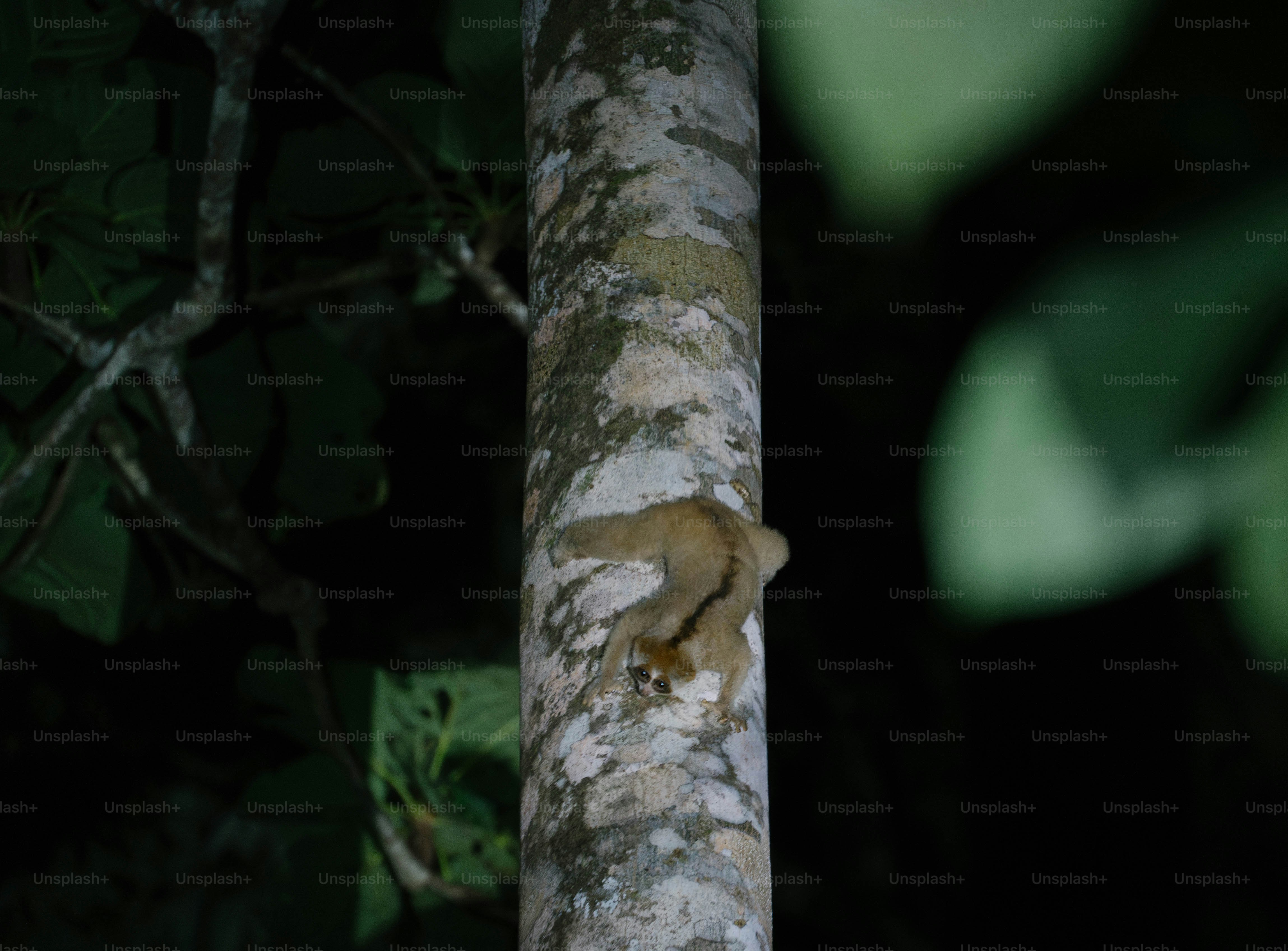 A small animal climbing up the side of a tree photo – Forest Image on ...