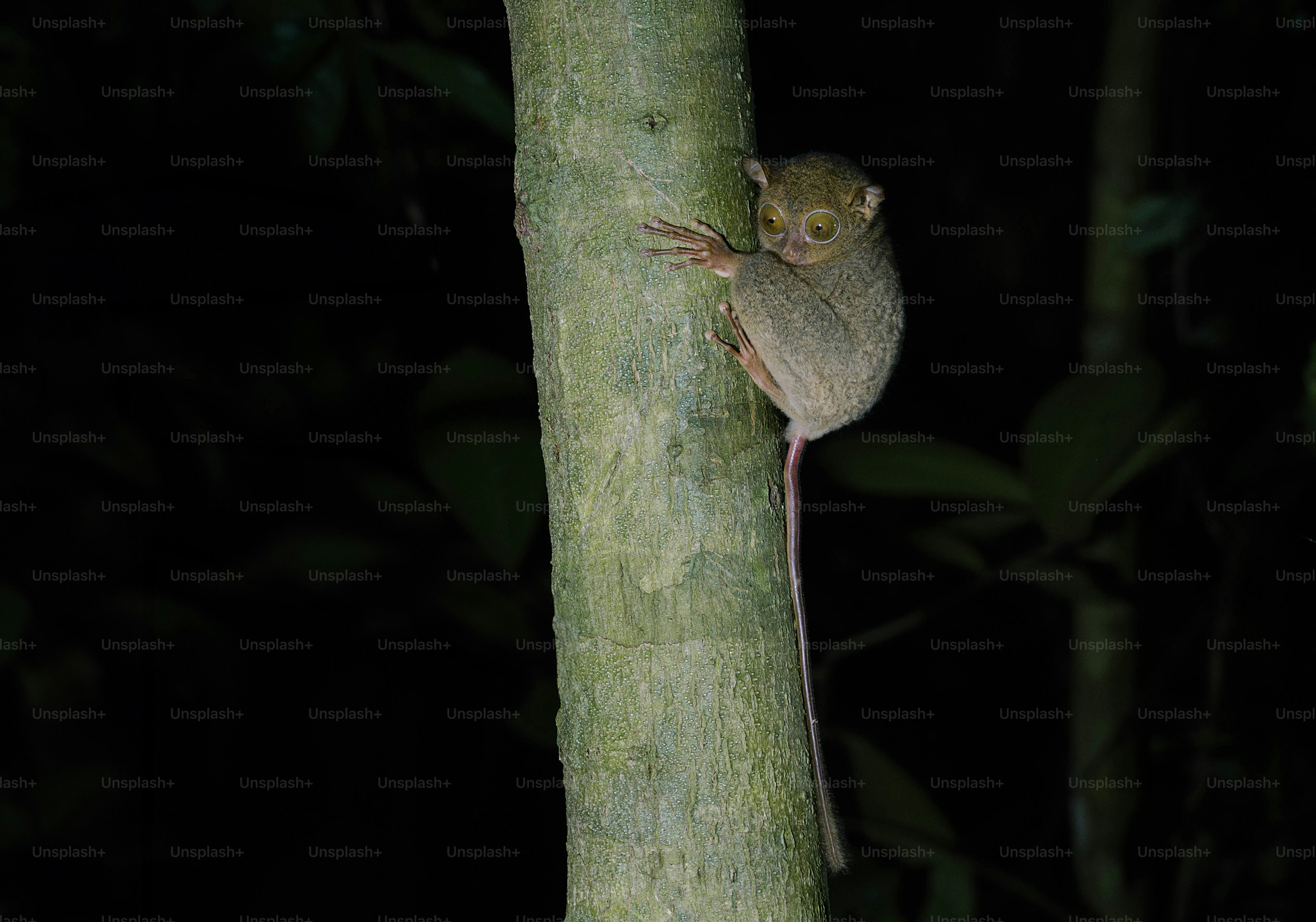 A small animal climbing up the side of a tree photo – Forest Image on ...