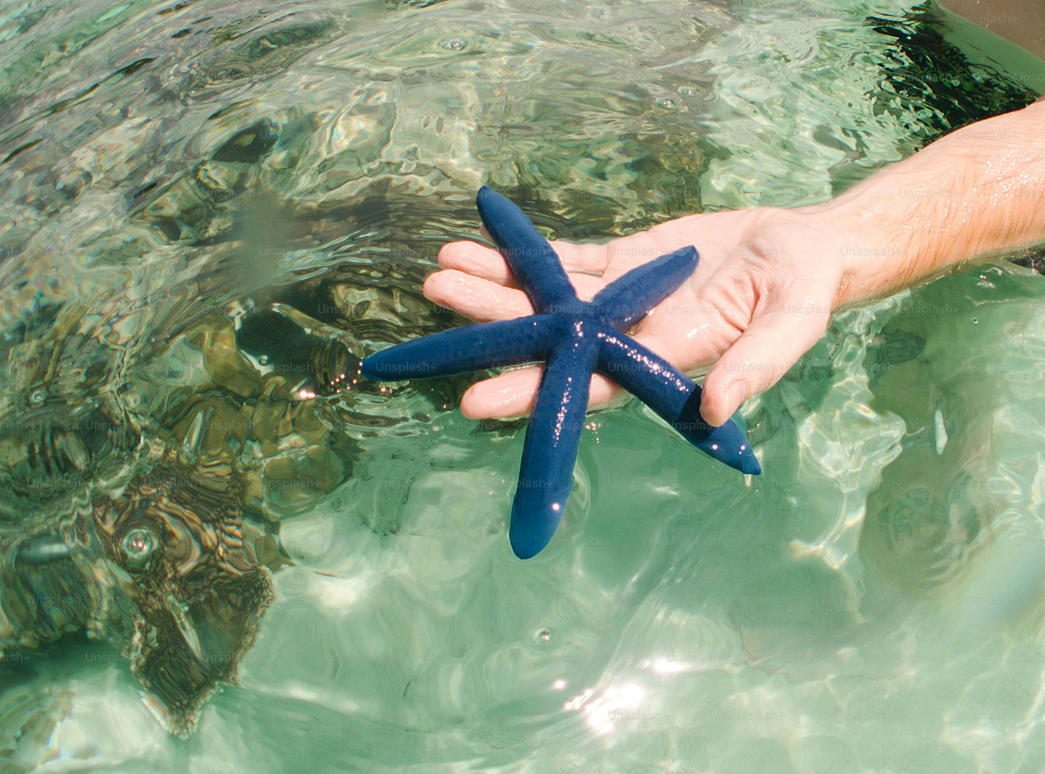A person holding a starfish in the water photo – Sea Image on Unsplash