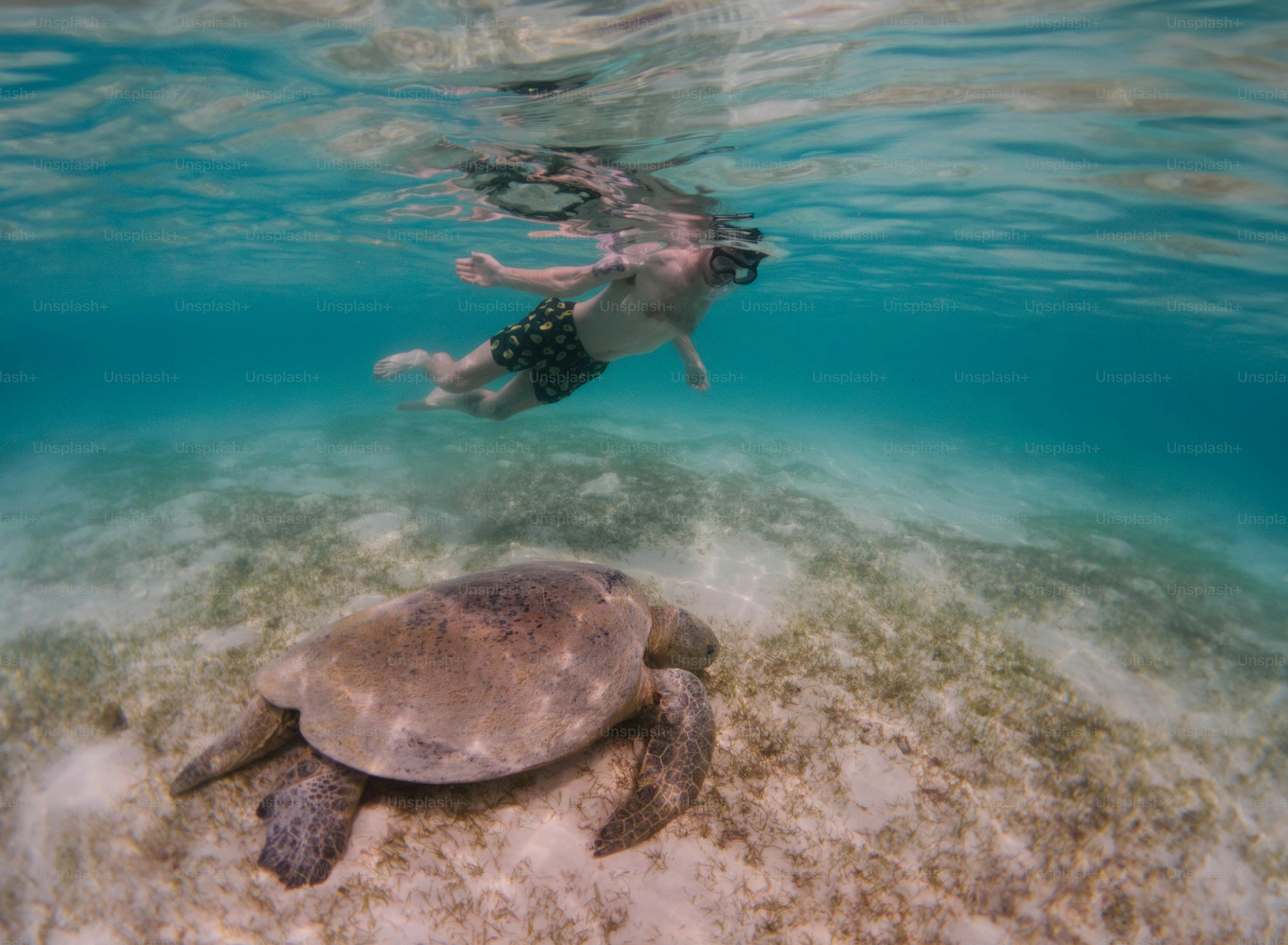 A person swimming in the water with a turtle photo – Sea Image on Unsplash