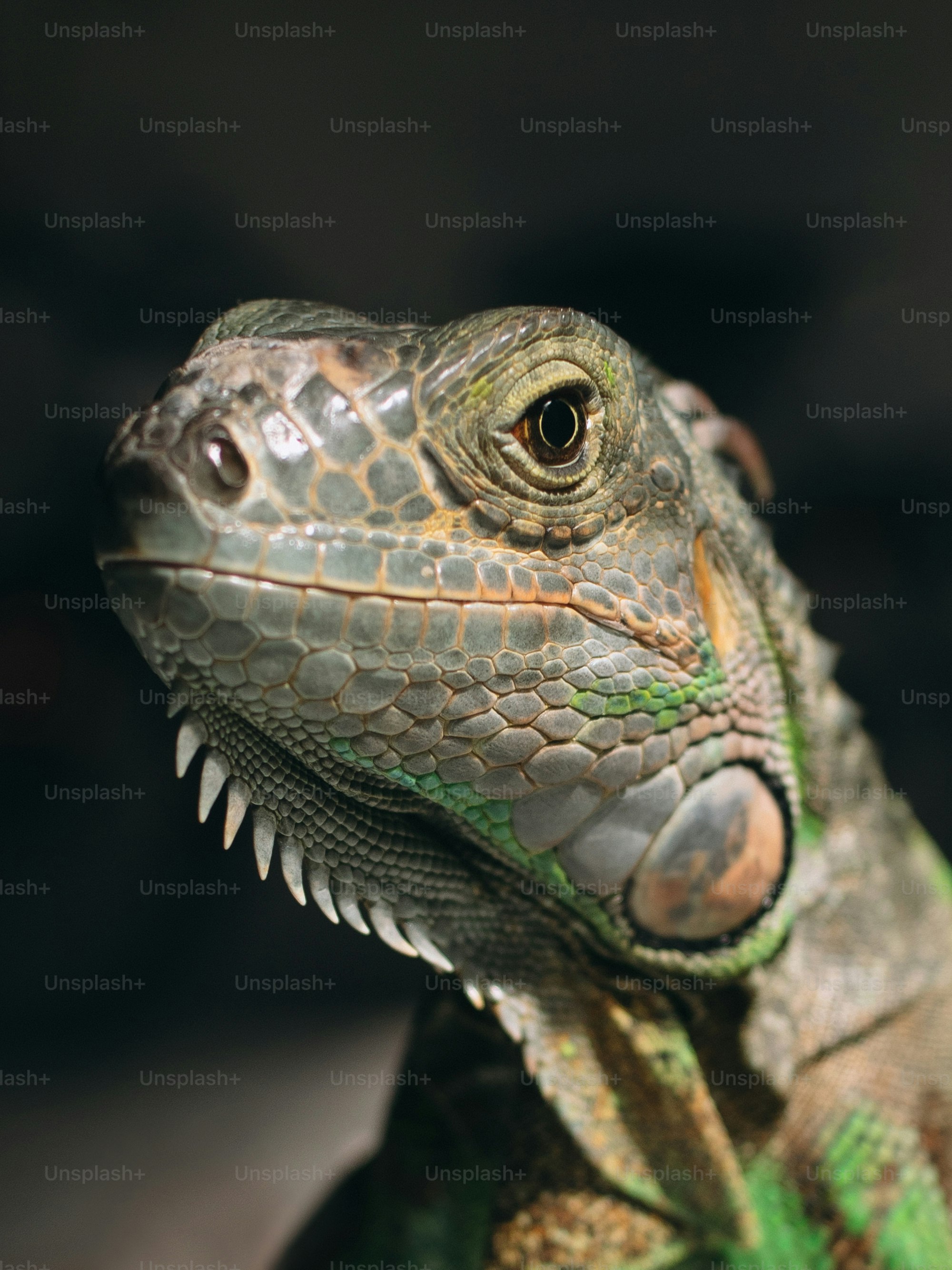 A close up of a lizard on a rock photo – Animals Image on Unsplash