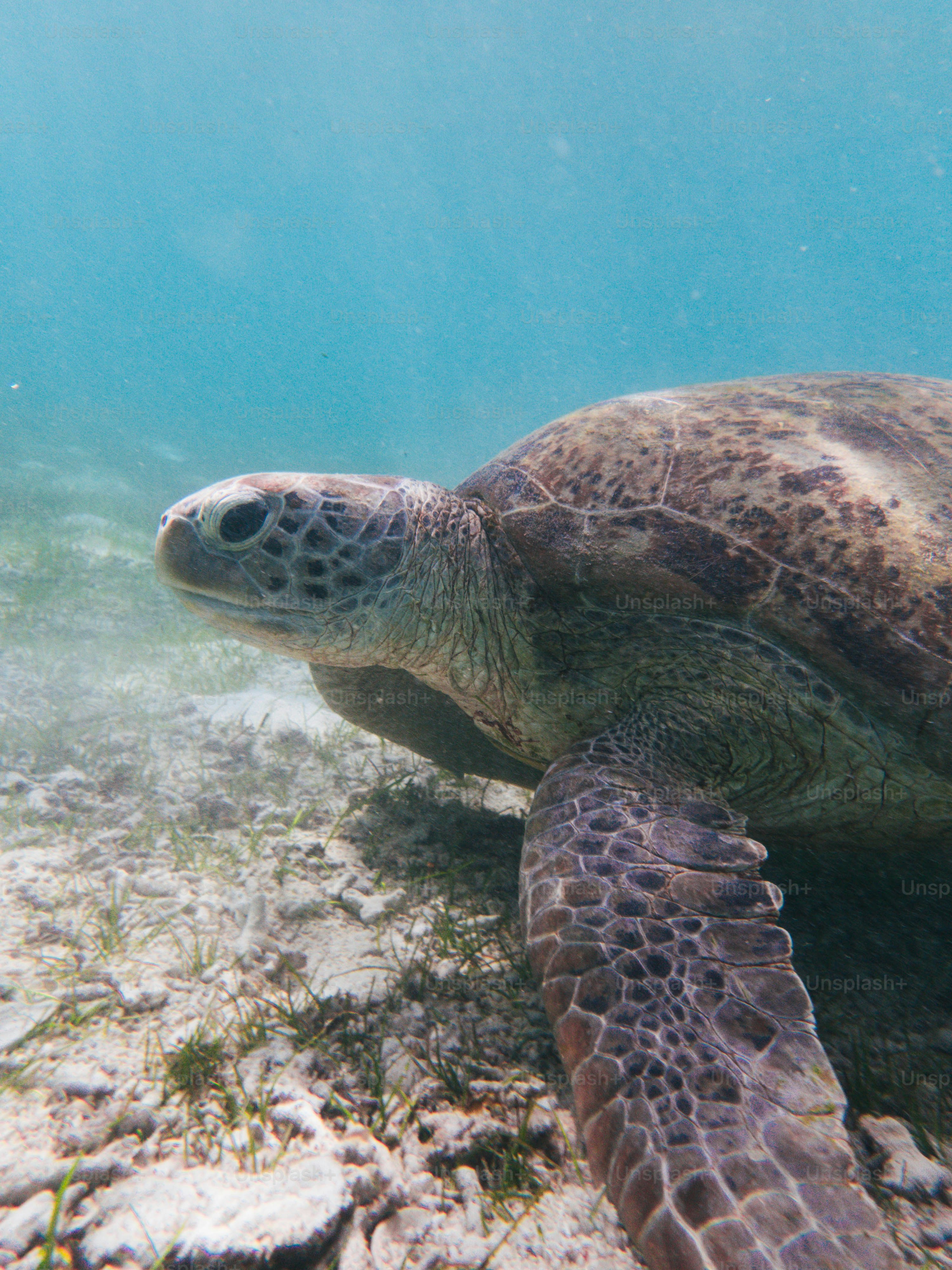 A green turtle swimming in the ocean photo – Animals Image on Unsplash