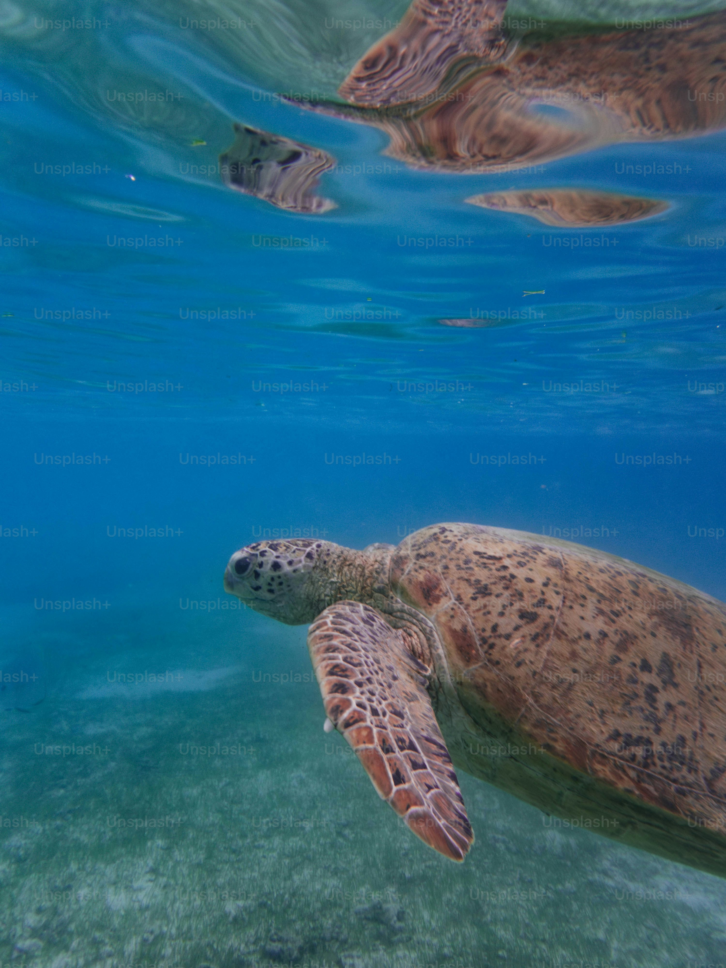 A turtle swimming in the ocean with its head above the water's surface ...