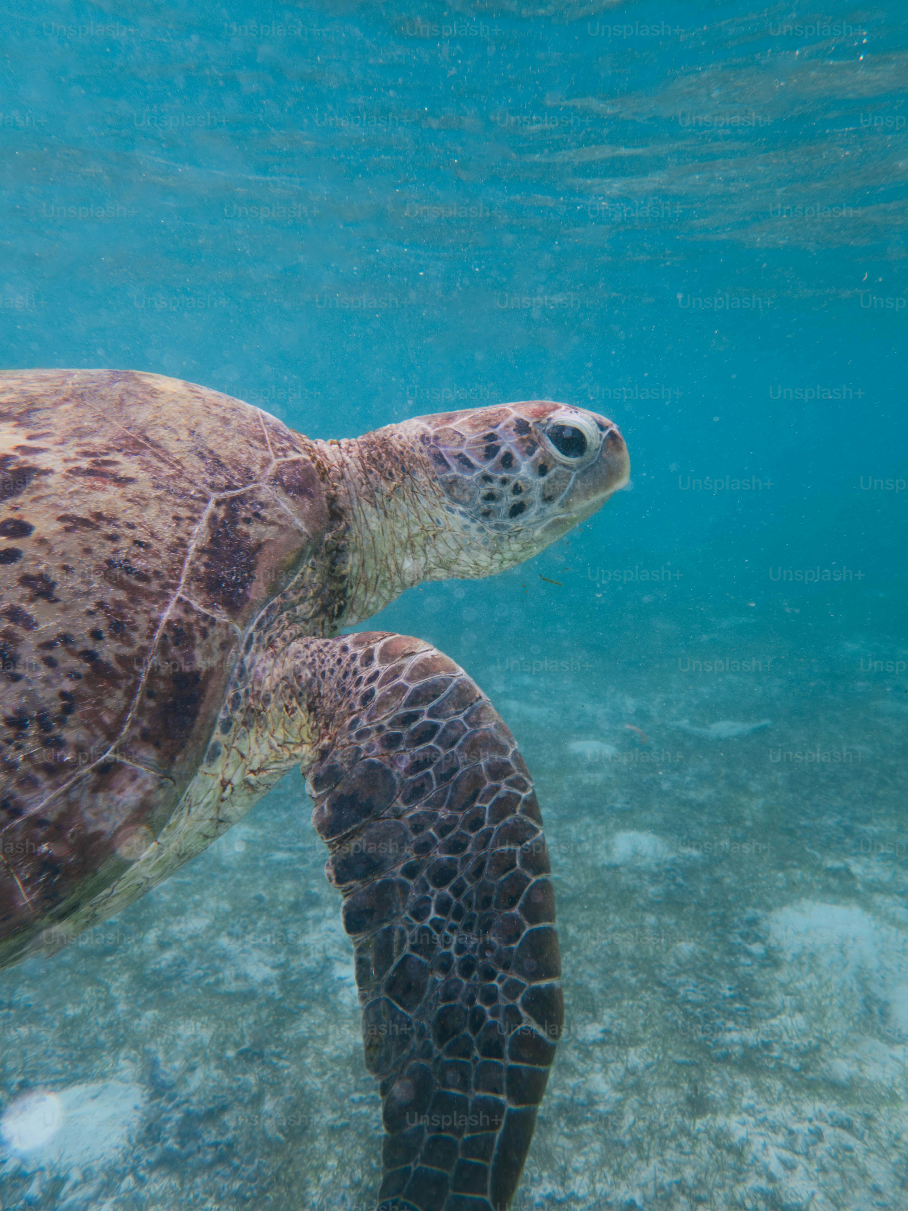 A turtle swimming in the ocean with its head above the water's surface ...