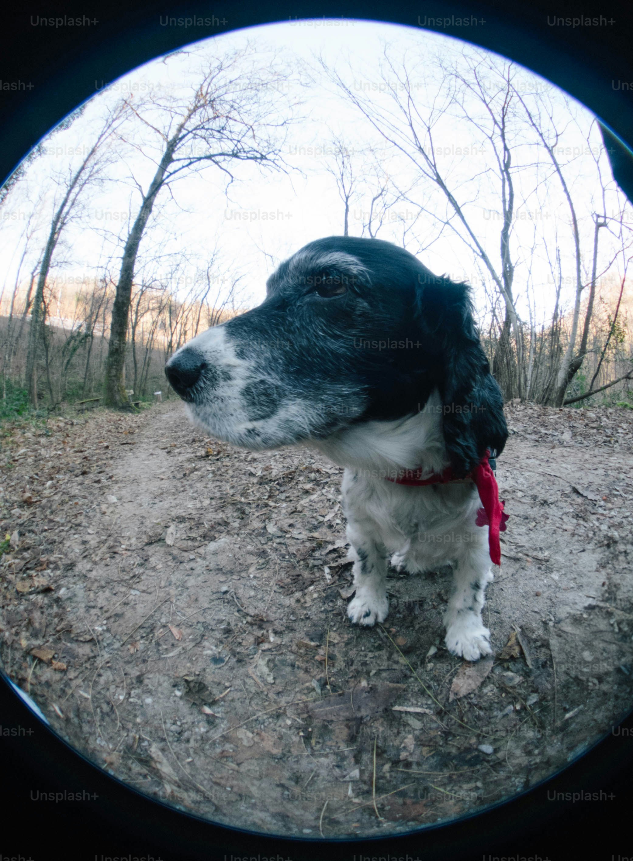 A black and white dog sitting on top of a dirt field photo – Dog Image ...