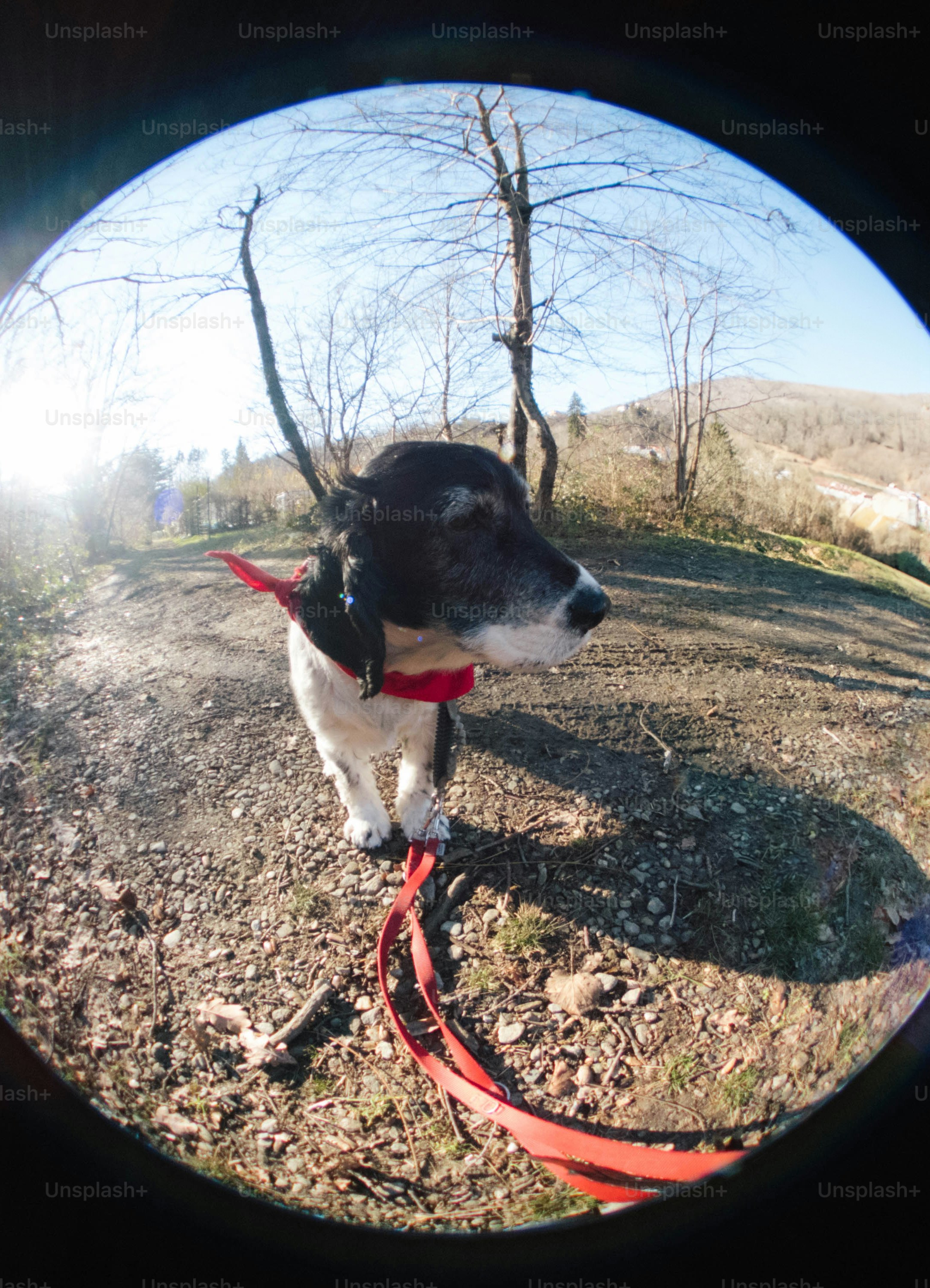 A black and white dog sitting on top of a dirt field photo – Dog Image ...