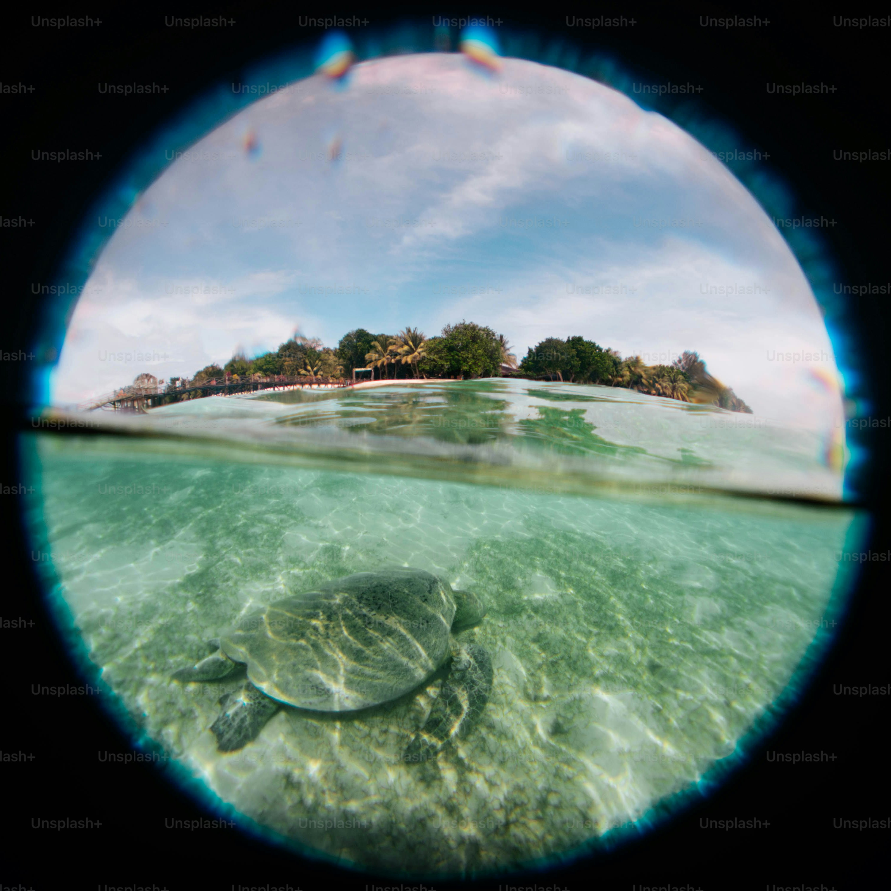 A picture of a turtle swimming in the ocean photo – Sea turtle Image on ...
