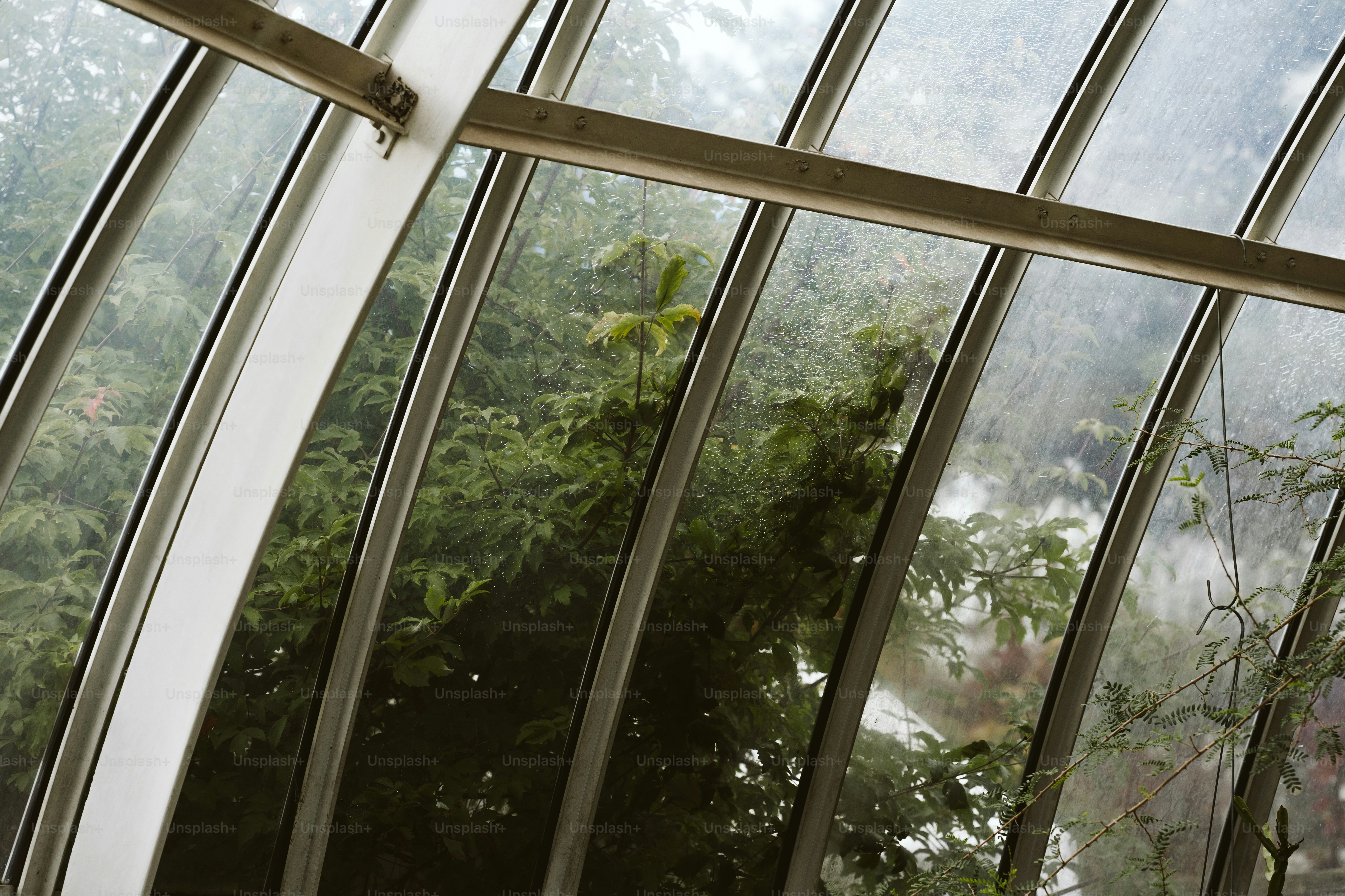 A view of a tree through a glass window photo – Garden Image on Unsplash