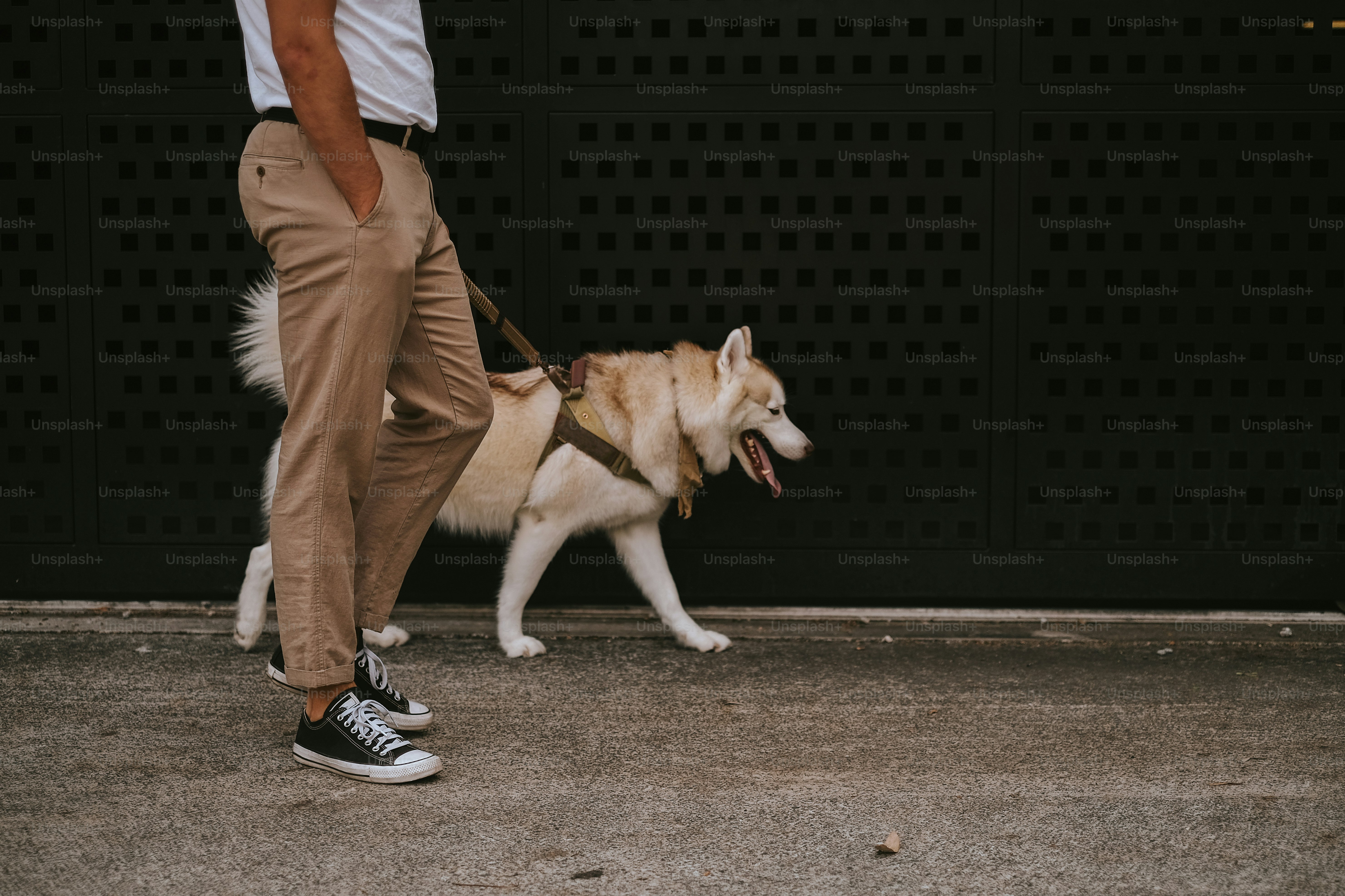Un hombre paseando a un perro con correa foto – Imagen de Ronco en Unsplash