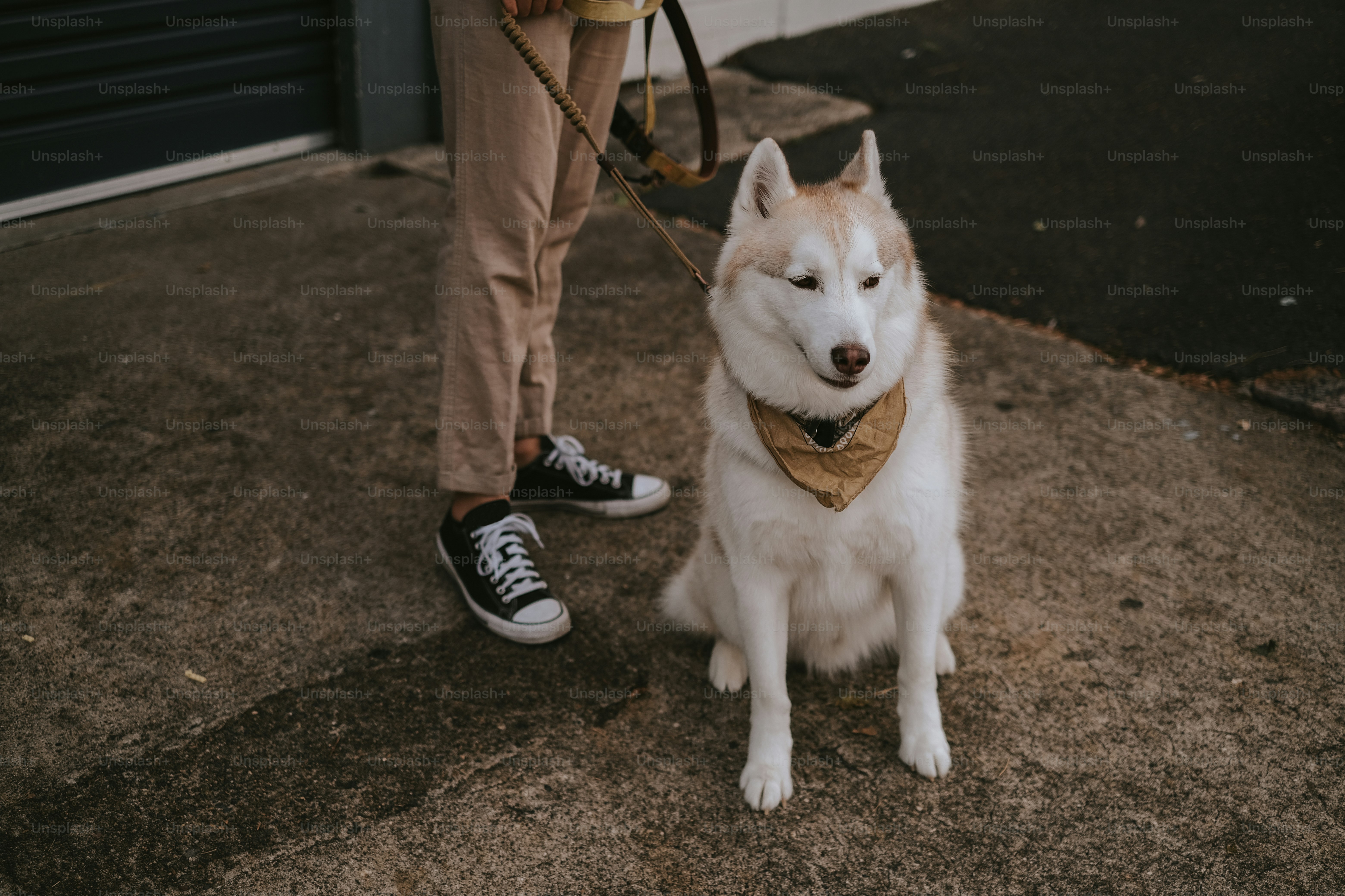 A person standing next to a dog on a leash photo – Dog owner Image on ...