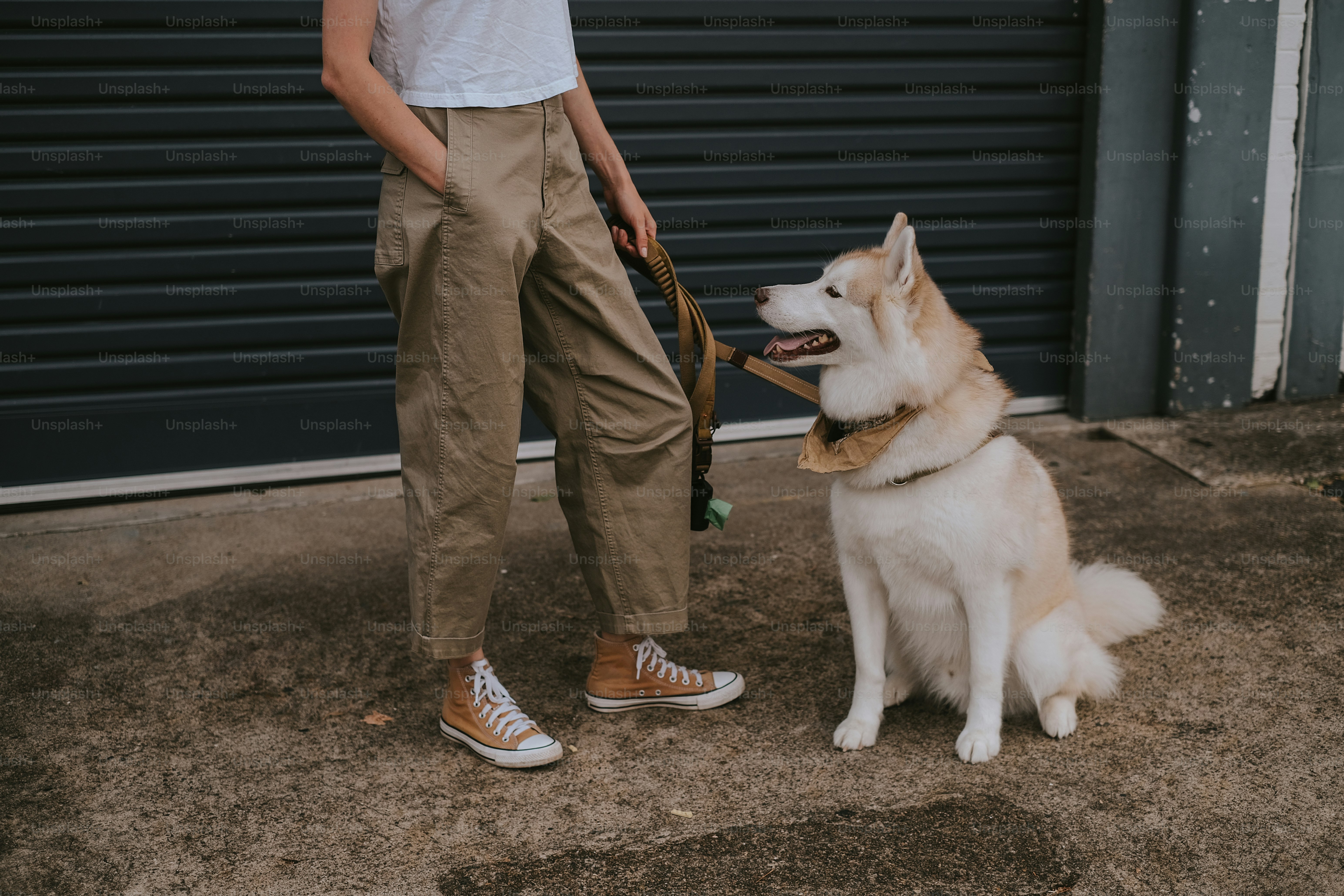 A person standing next to a dog on a leash photo – Dog Image on Unsplash