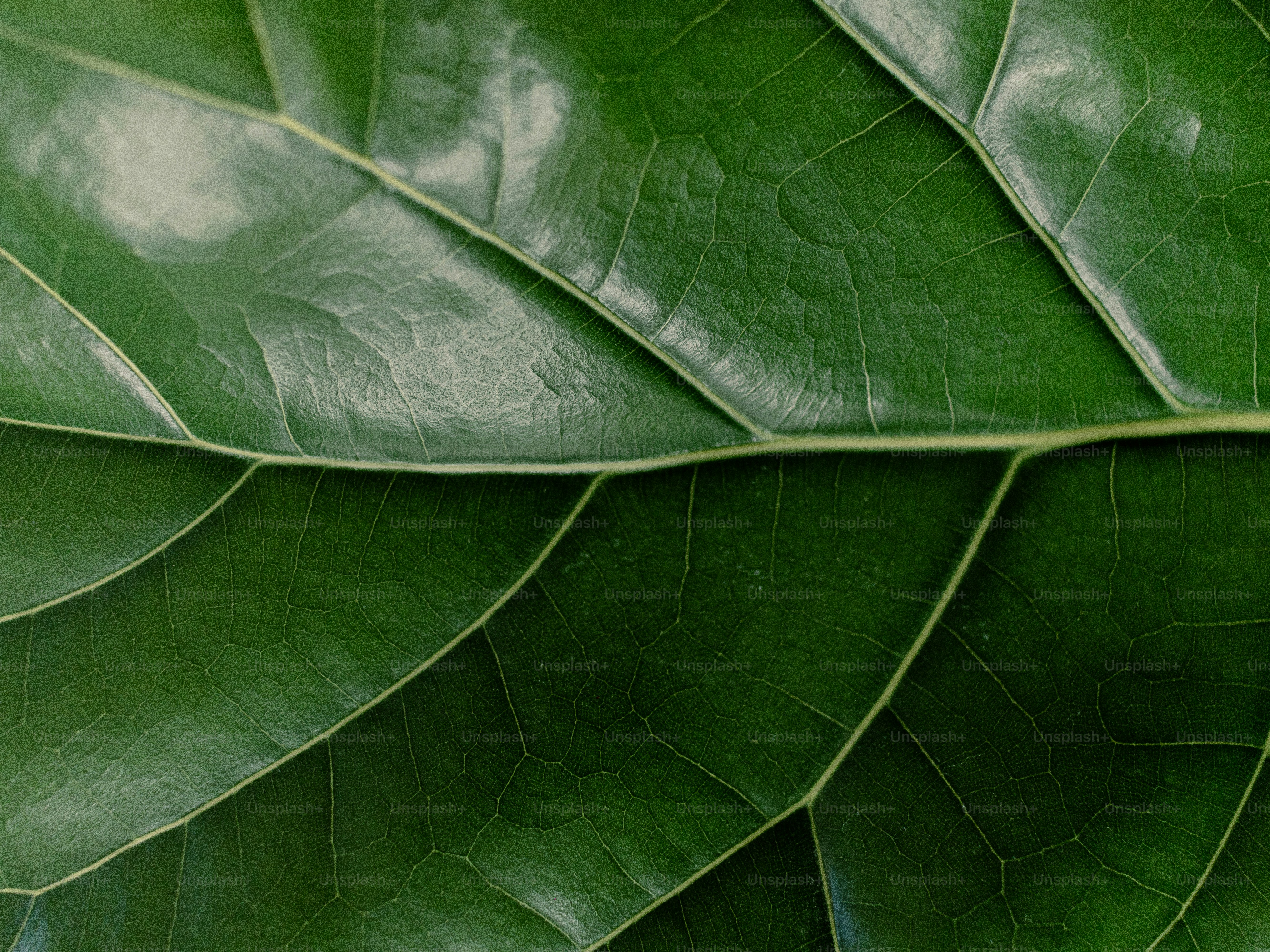 A close up of a large green leaf photo – Texture Image on Unsplash