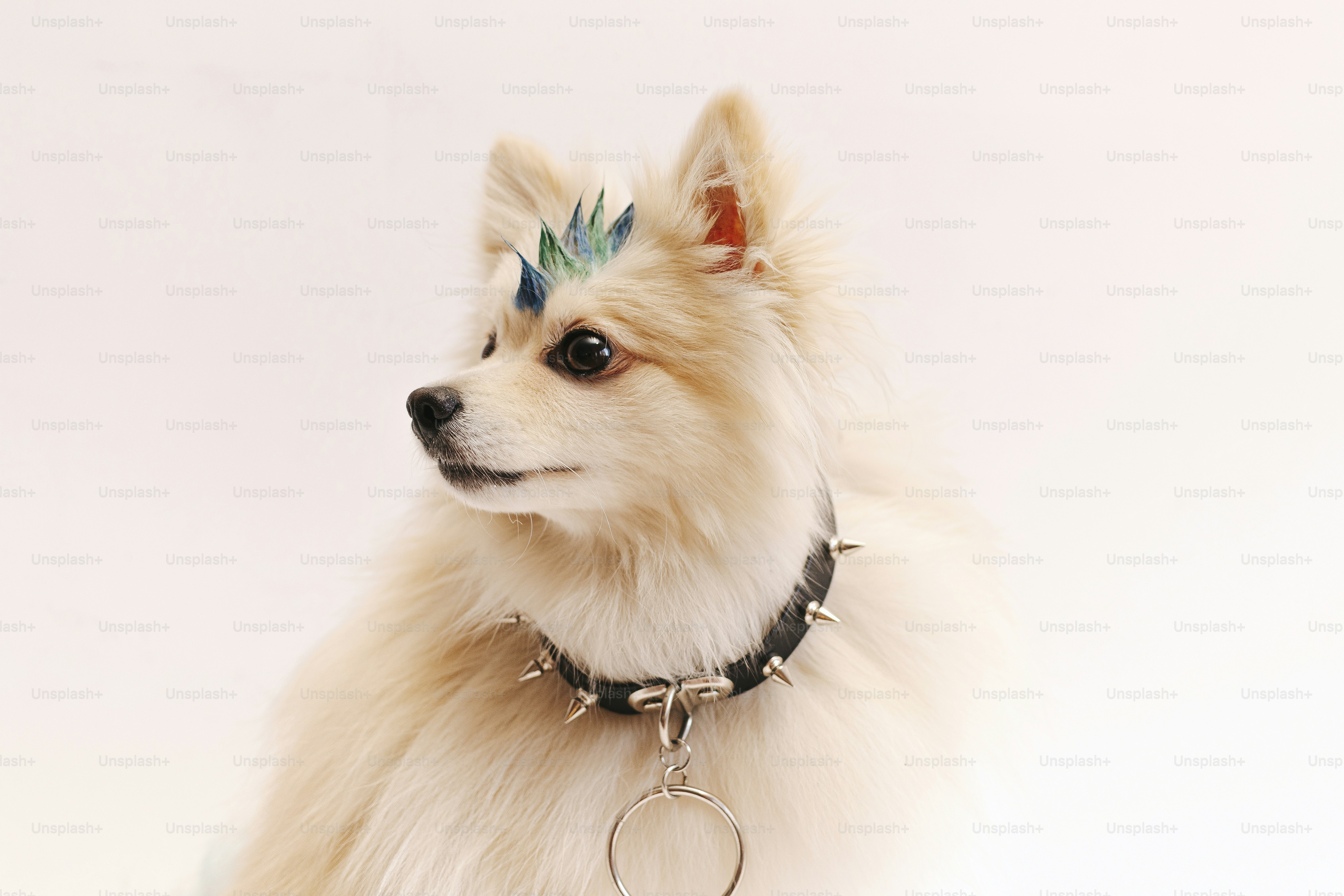 A small white dog with a colorful mohawk on his head photo – Fashion ...