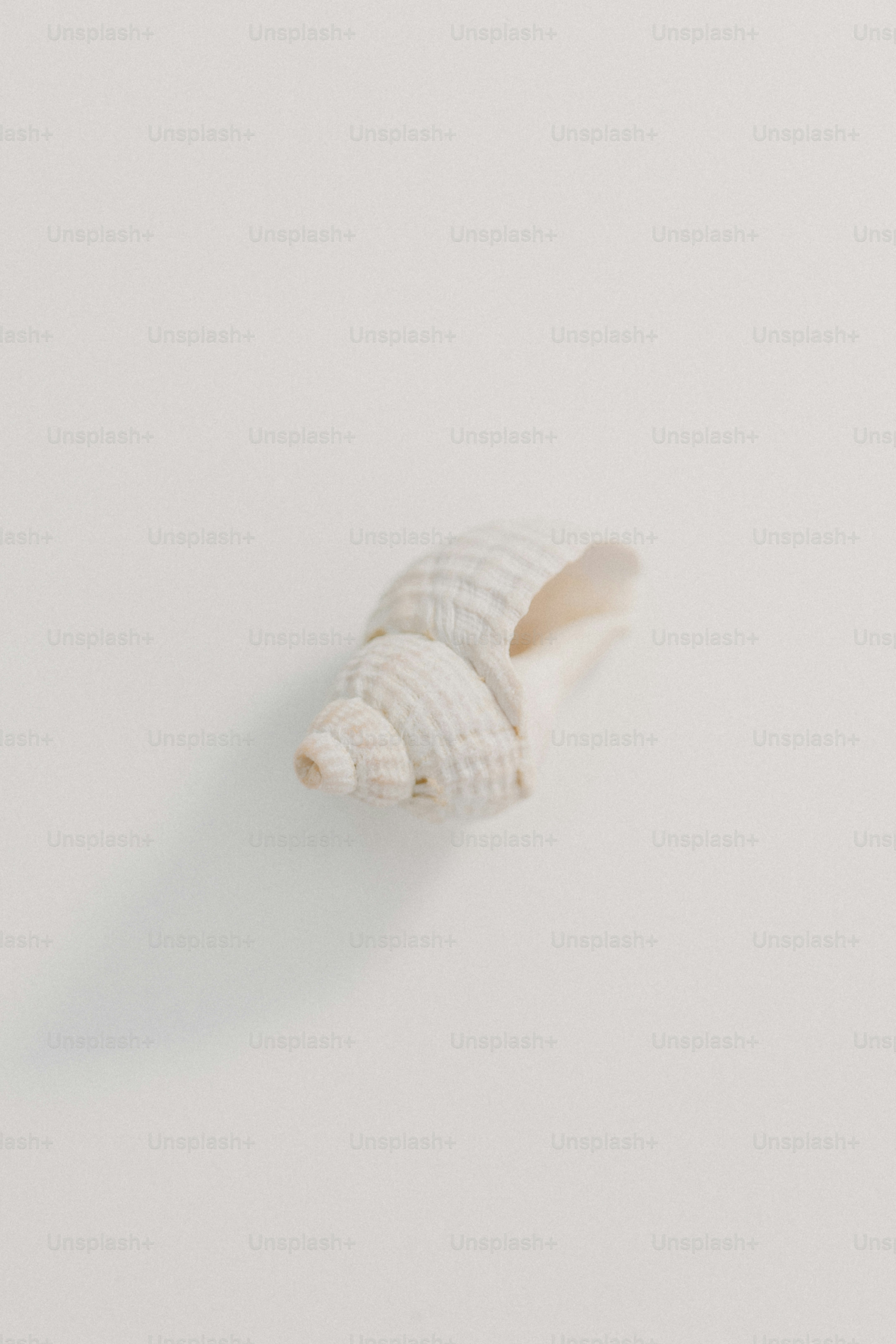 A white sea shell on a white background photo – Natural Image on Unsplash