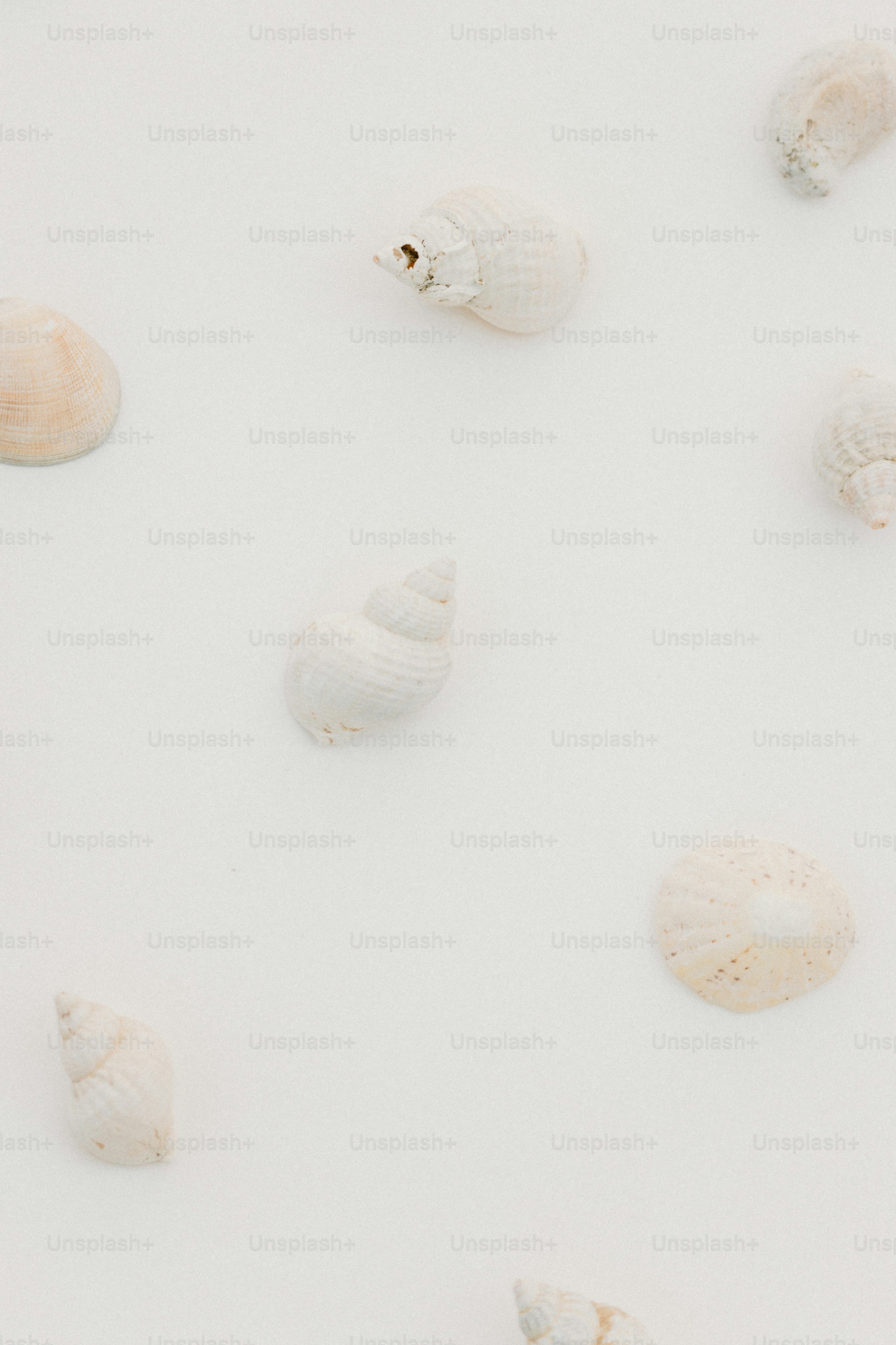 A group of sea shells floating on top of a white surface photo ...