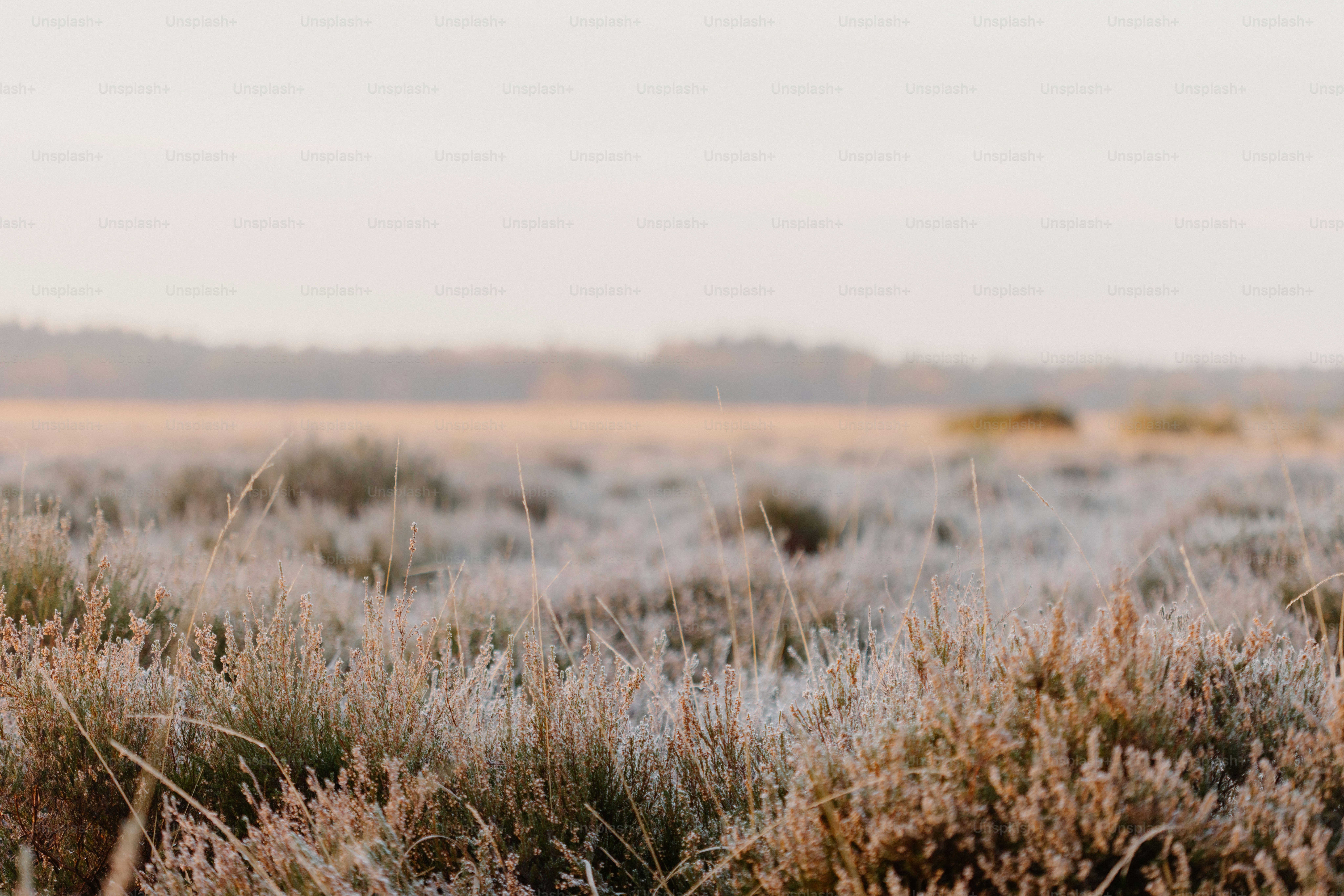 A field of grass covered in frost with a sky background photo – Natural ...
