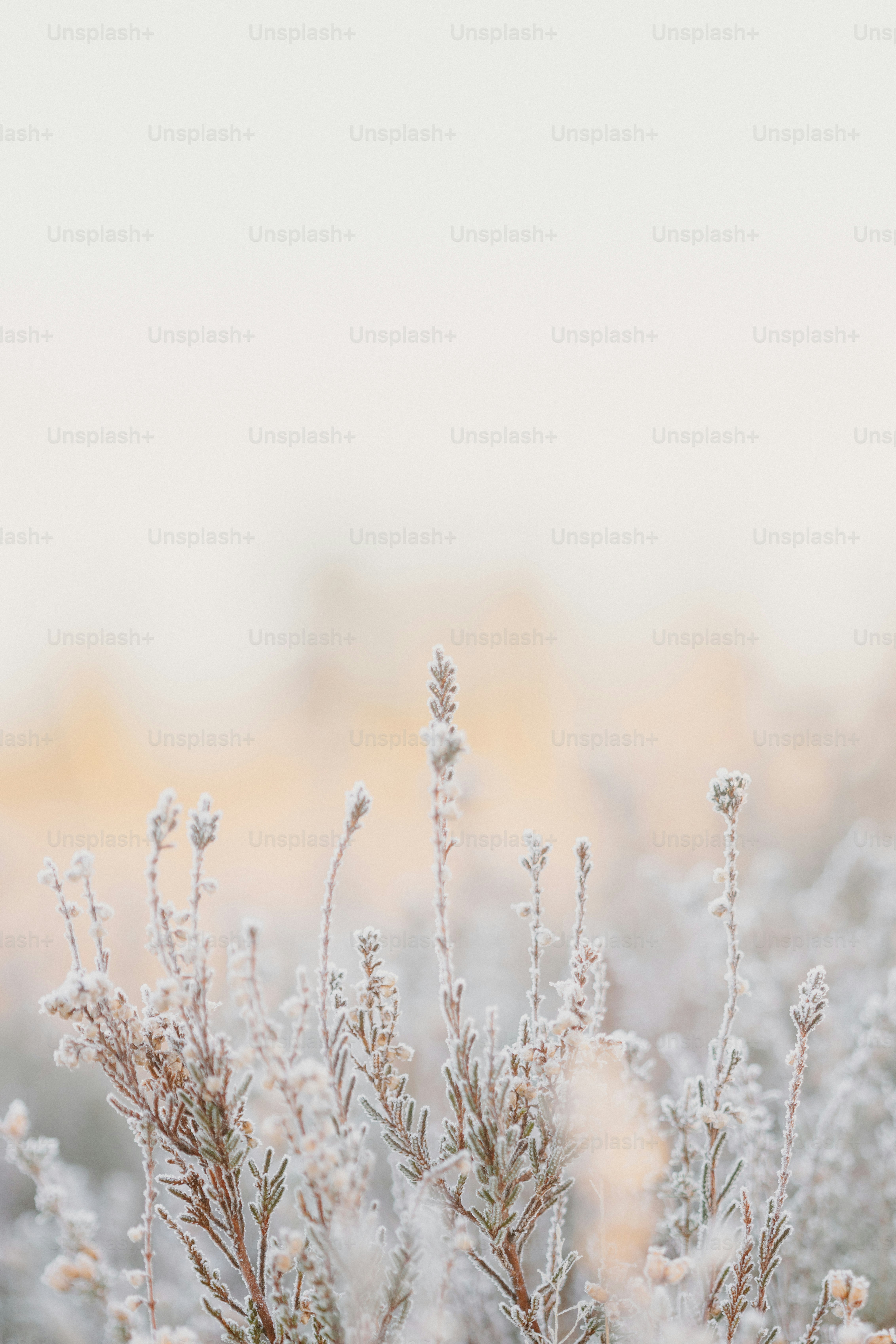 A bunch of plants that are covered in snow photo – Texture Image on ...