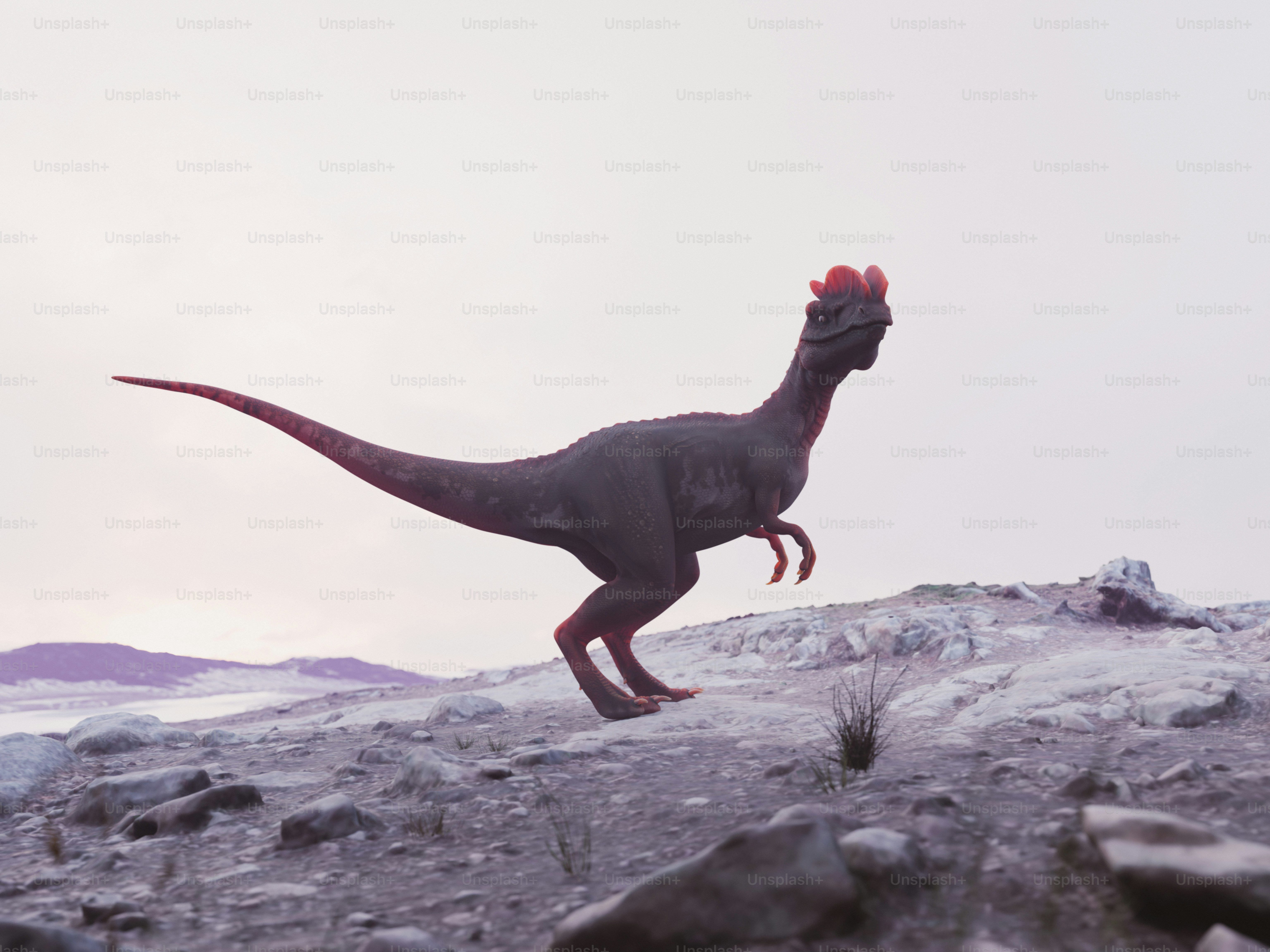 Un dilophosaurus se yergue orgulloso sobre una superficie rocosa. foto ...