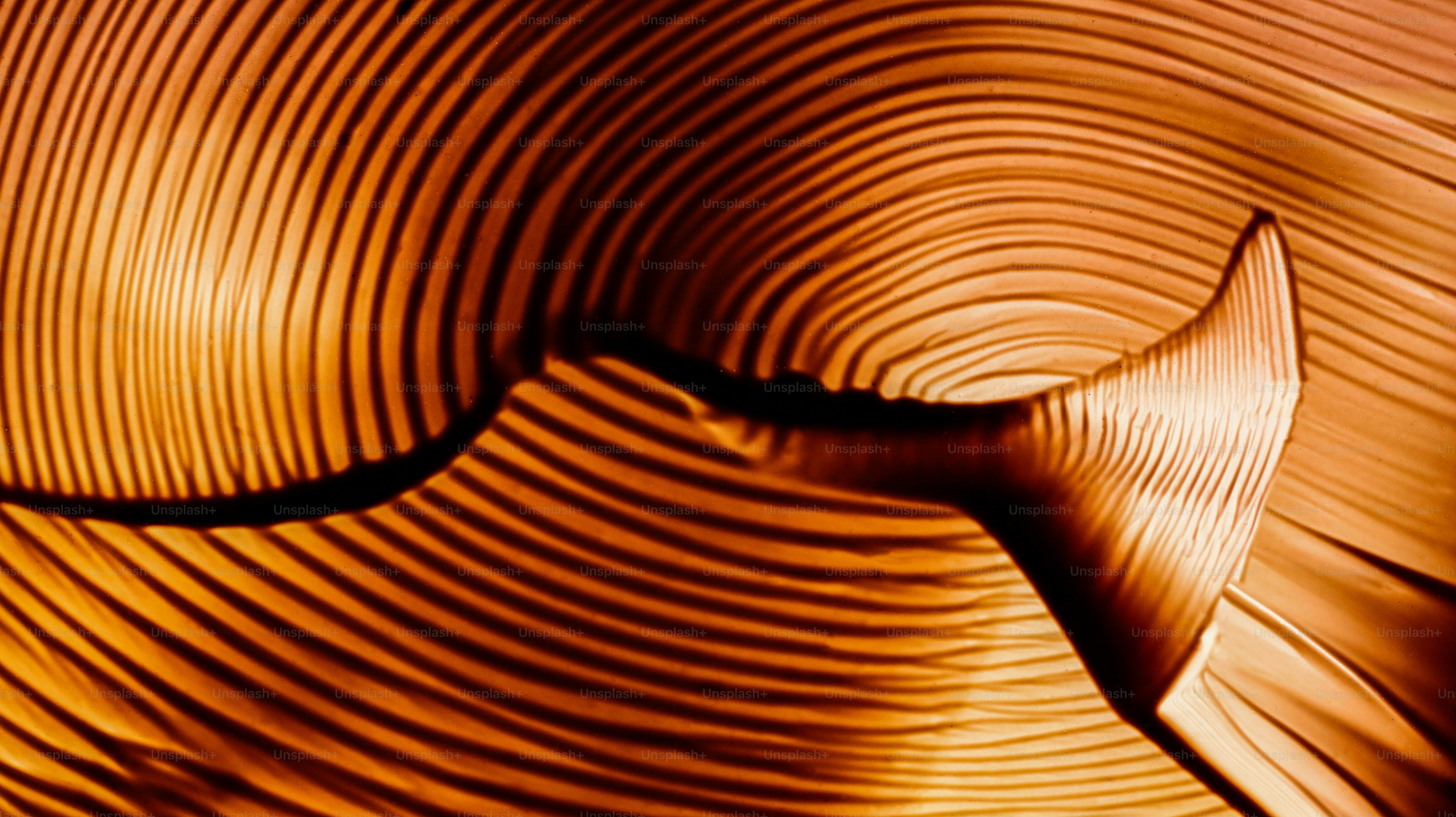 Wood grain patterns show intricate circular designs. photo – Wallpaper ...