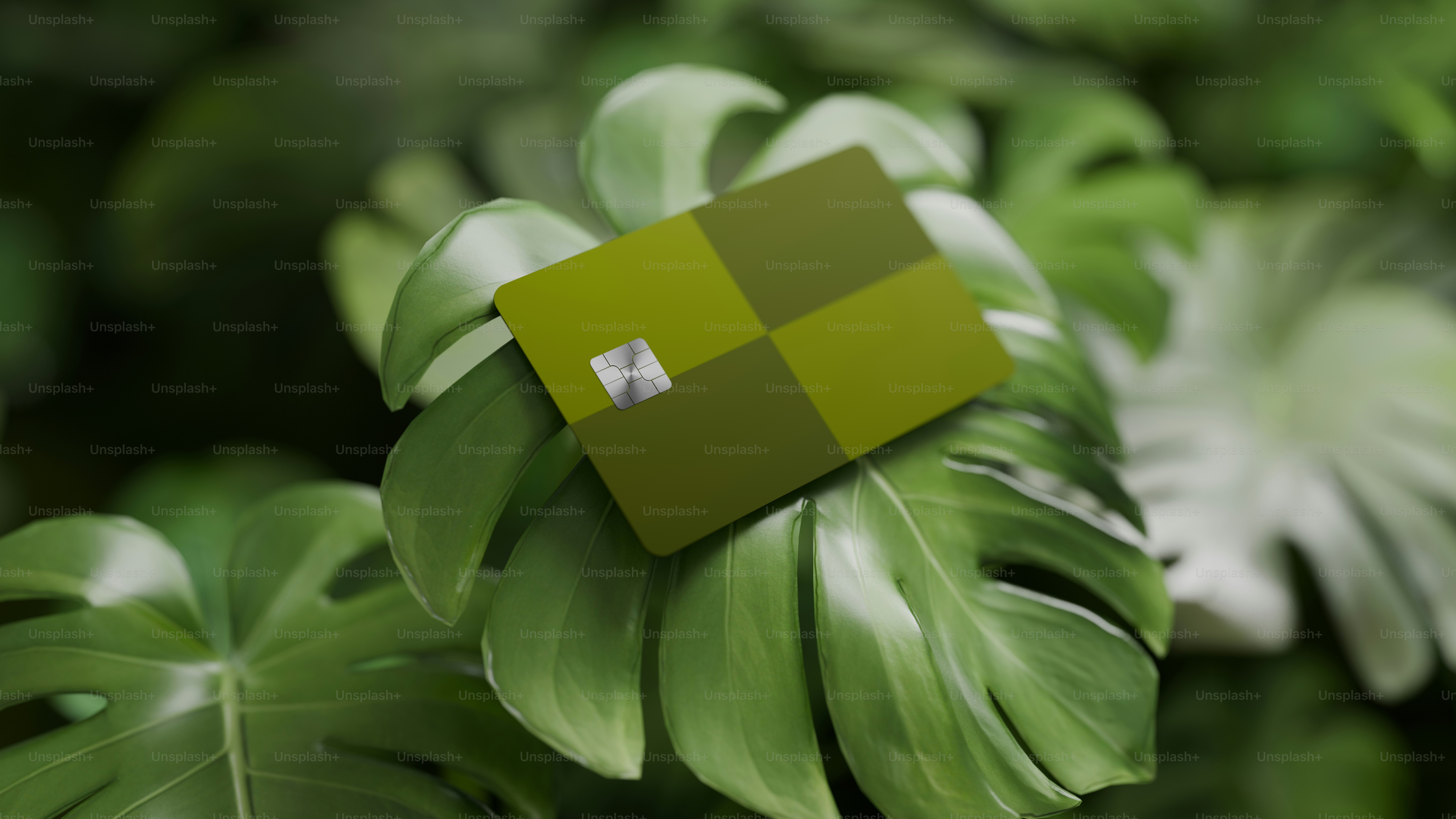 A green credit card rests on a green leaf. photo – Finance Image on ...
