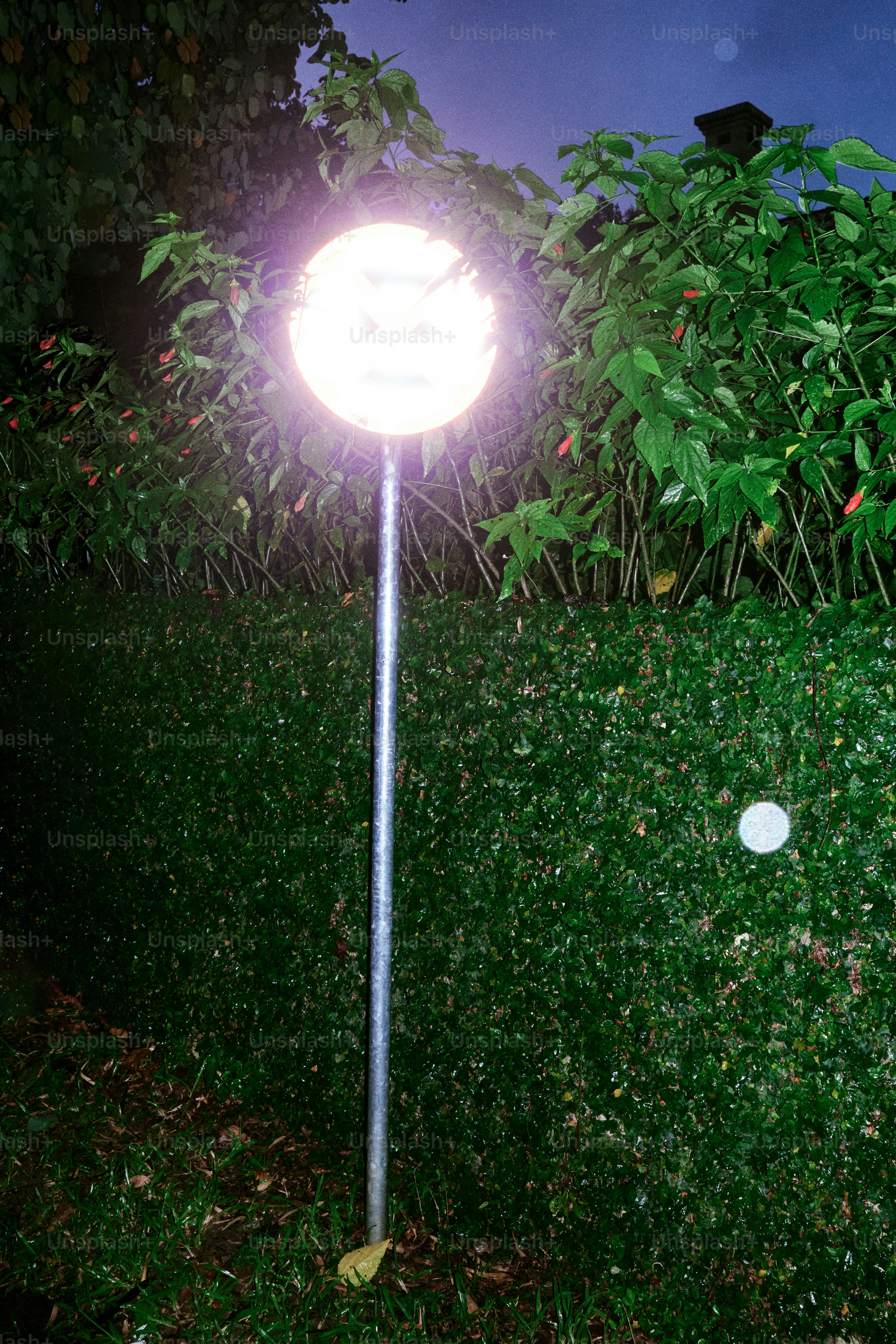 A glowing street light illuminates the green bushes. photo ...