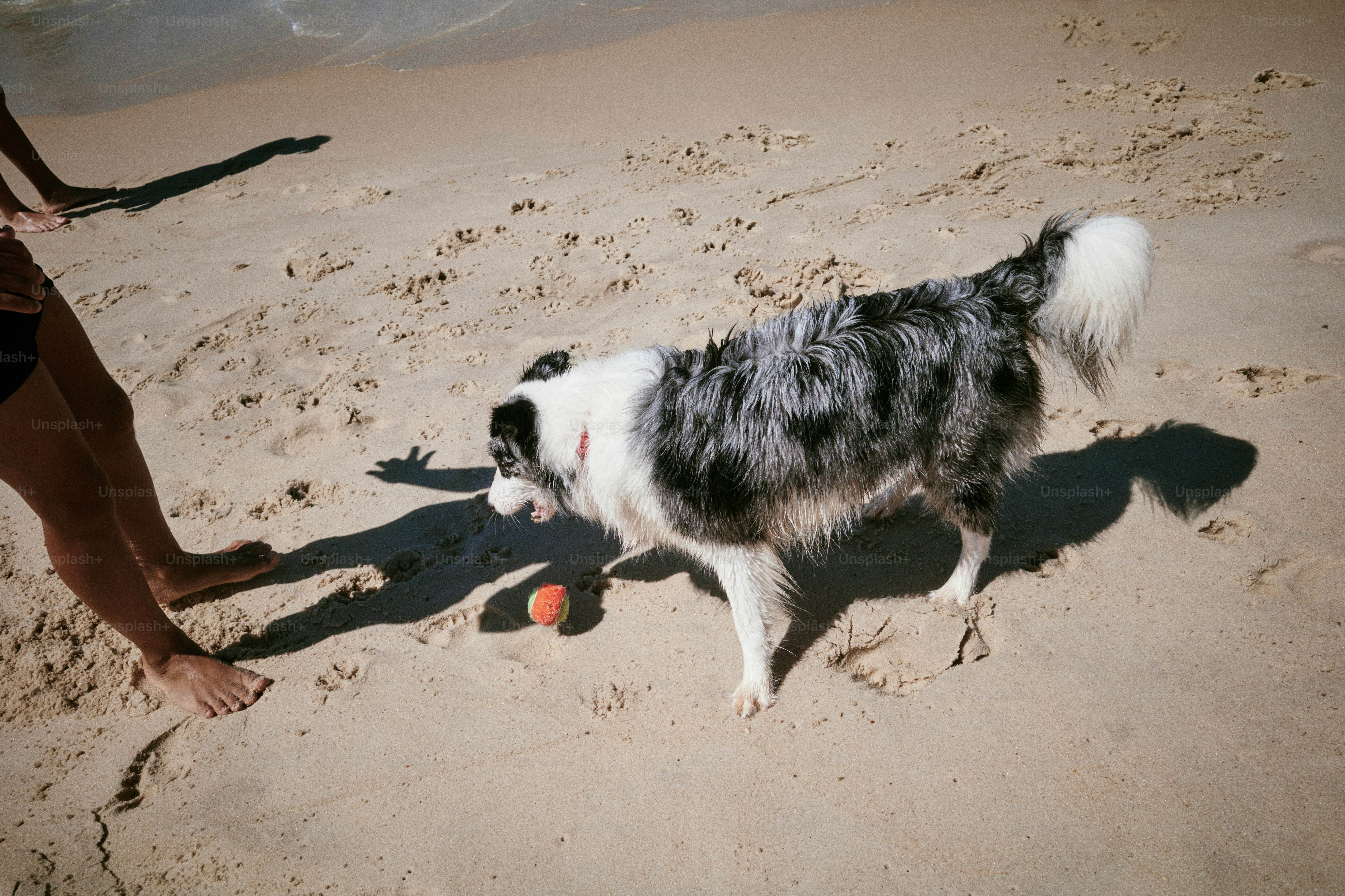 Dog plays on the beach with its ball. photo – Photography Image on Unsplash