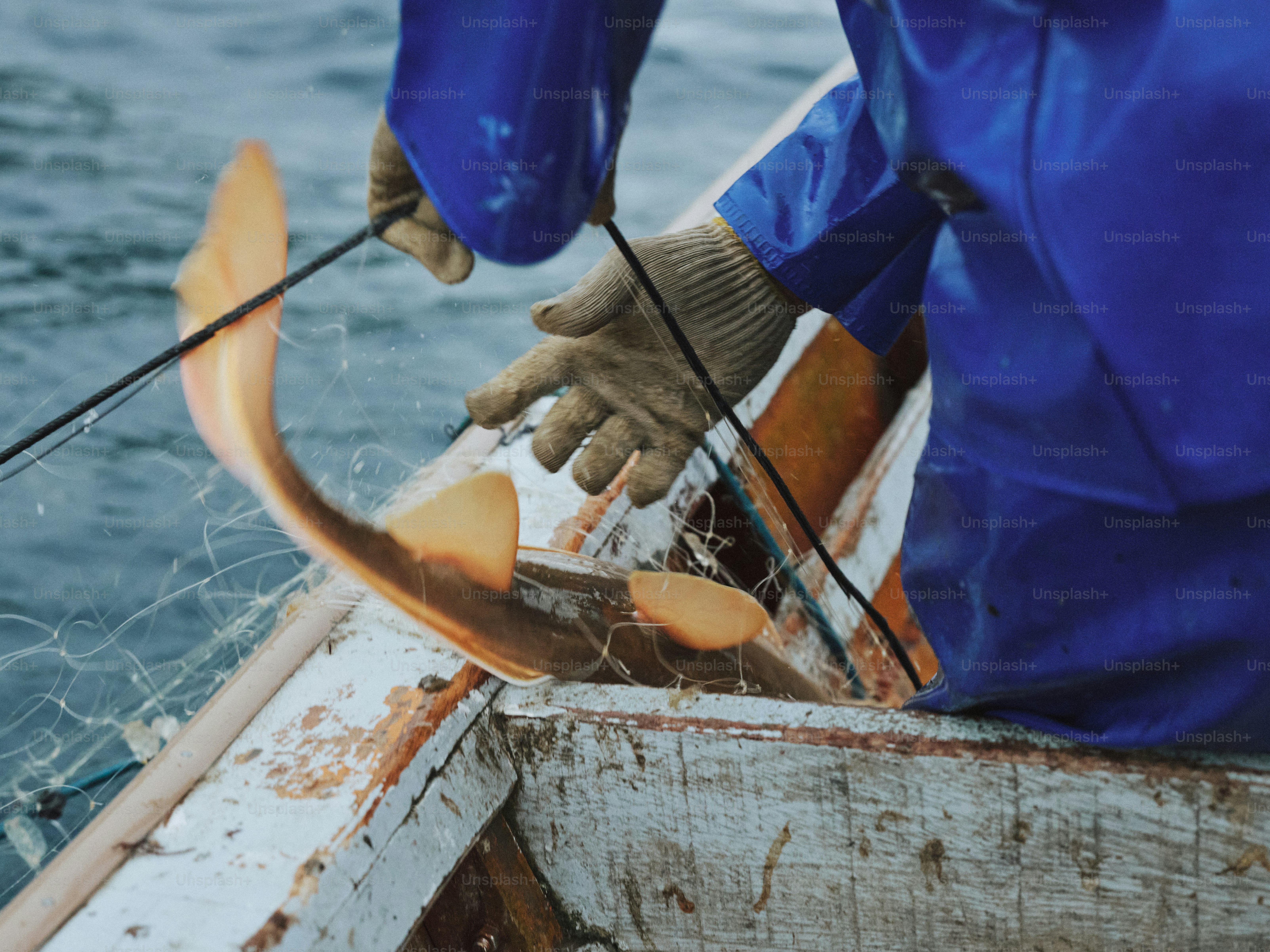 Un pêcheur sort un poisson du filet. photo – Image de Pêche sur Unsplash
