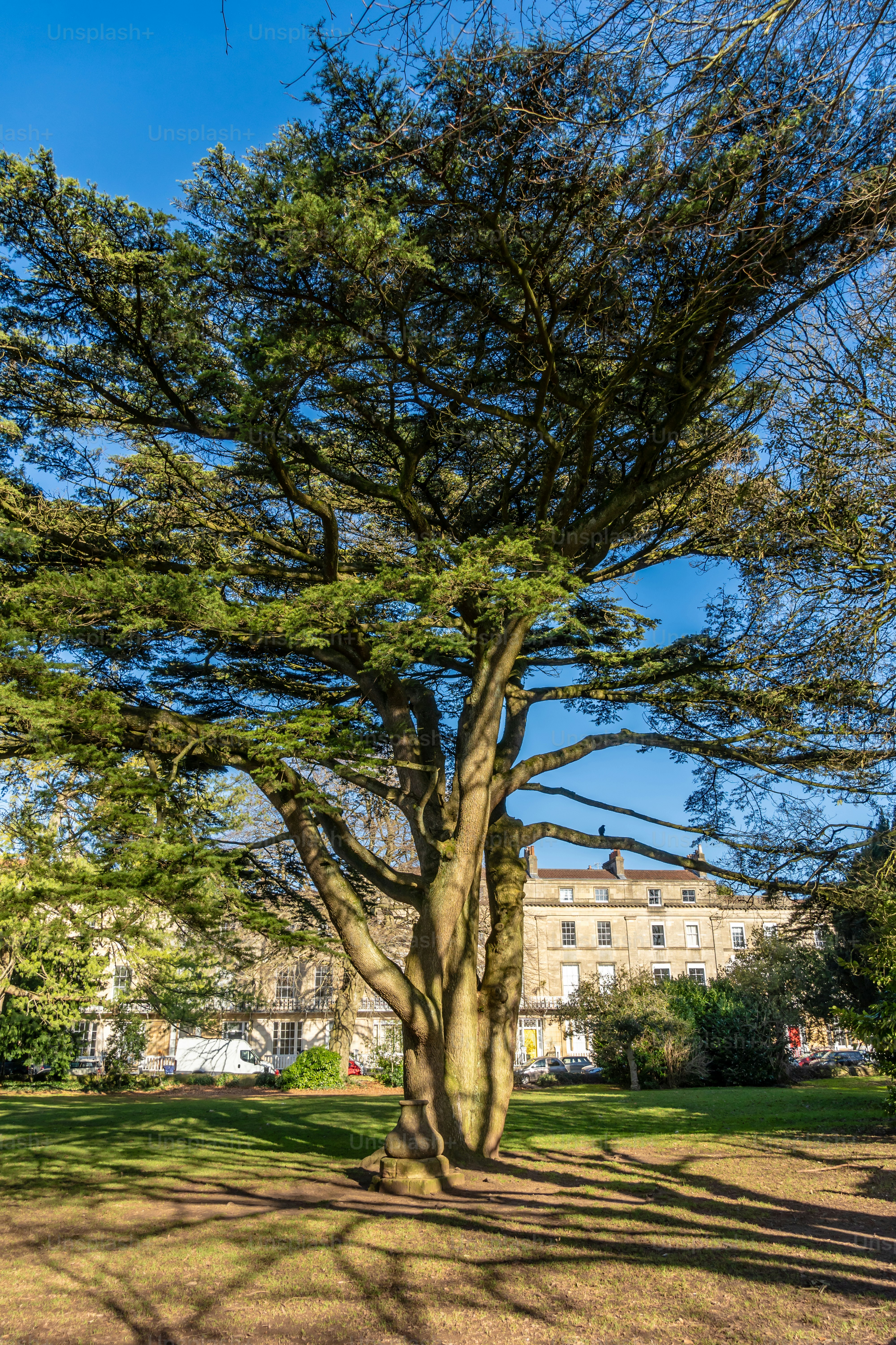 Trees in Victoria Square Public park in Bristol photo – City Image on ...